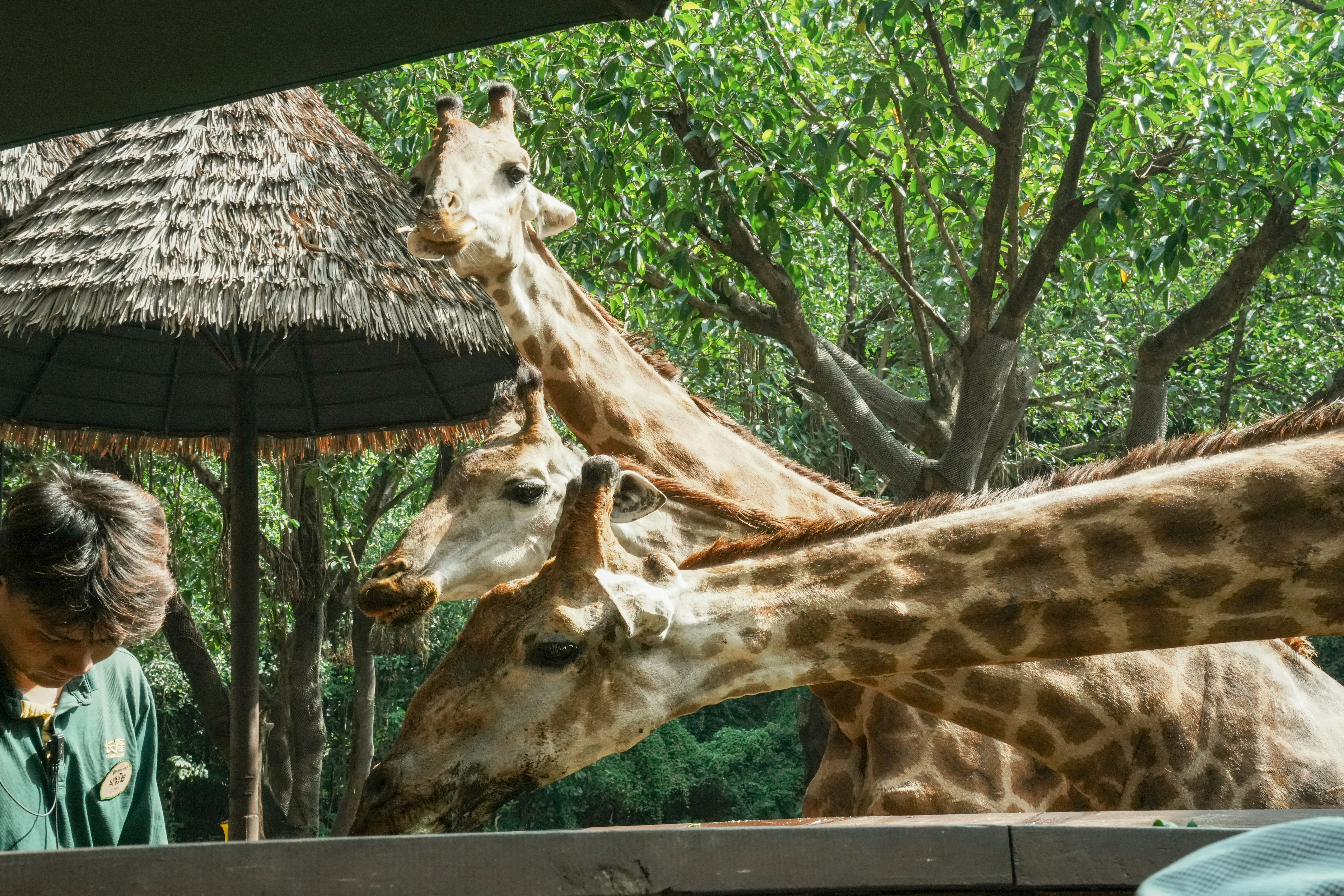 Giraffes at Close Quarters: Curious Stare Across the Barrier