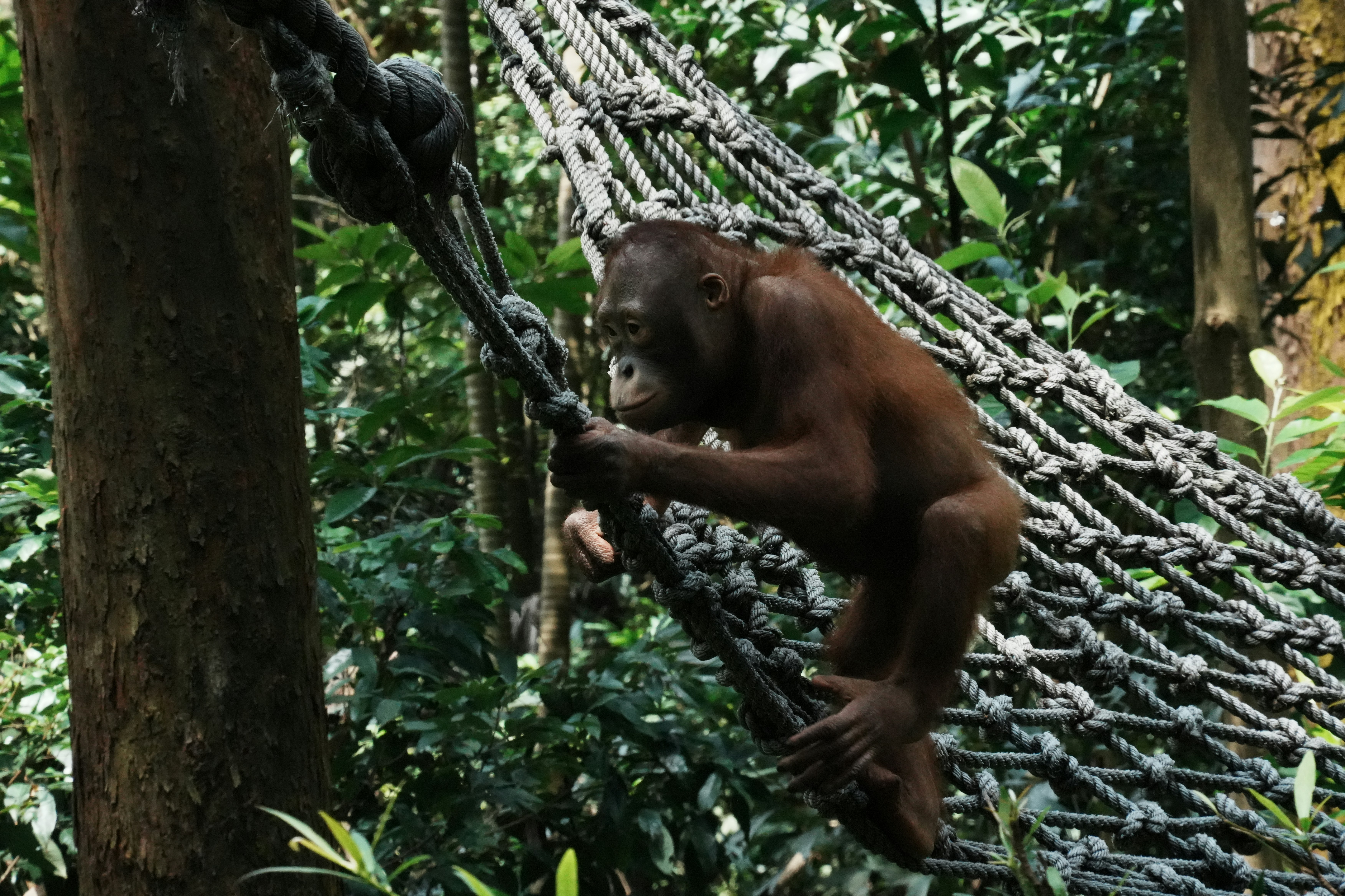 A baby chimp negotiates a rope veil in a lush rainforest enclave