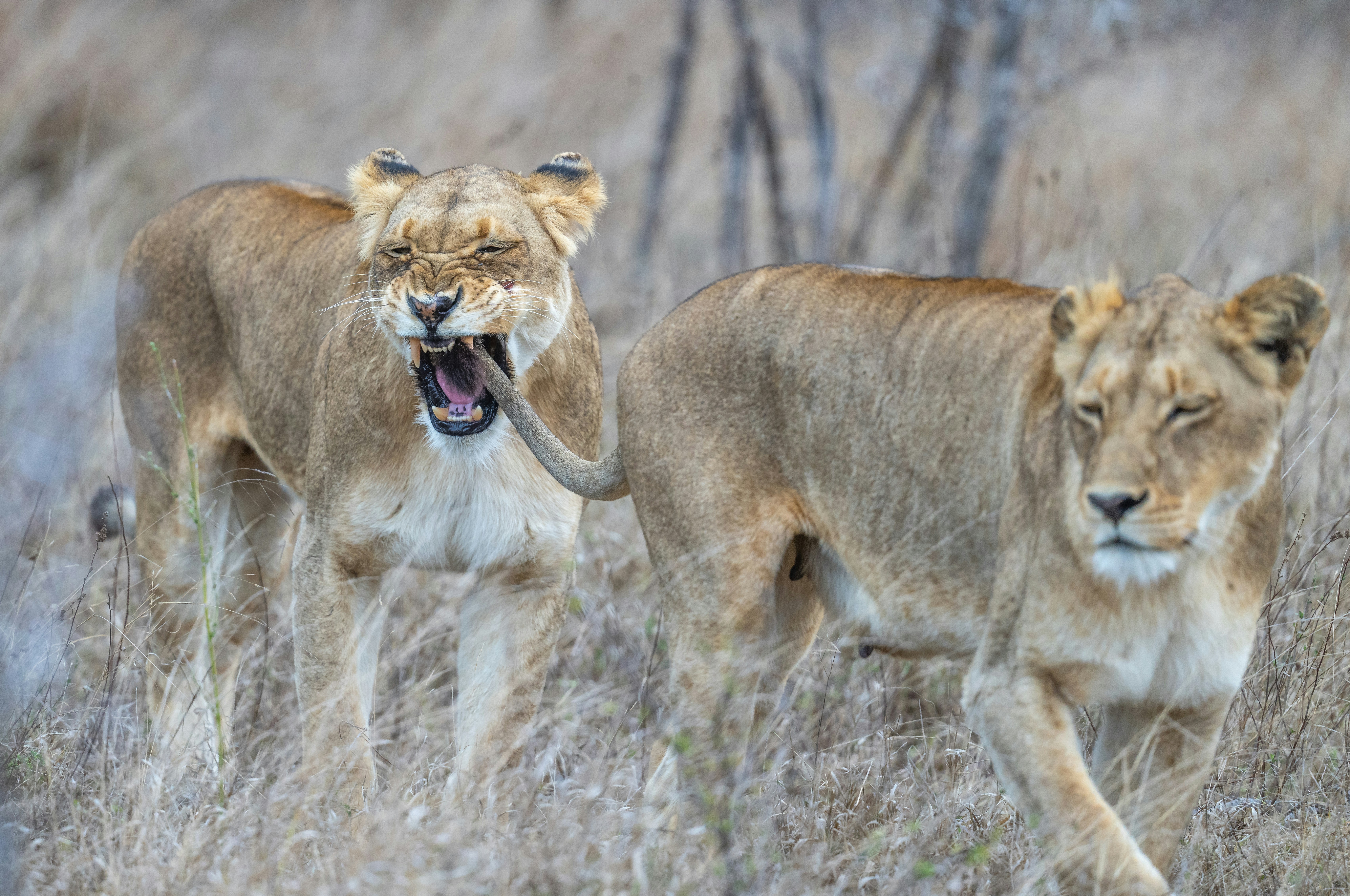 Two lions stride through tall grass with one roaring, captured in a natural savanna setting. The scene emphasizes motion and habitat without visible human elements.