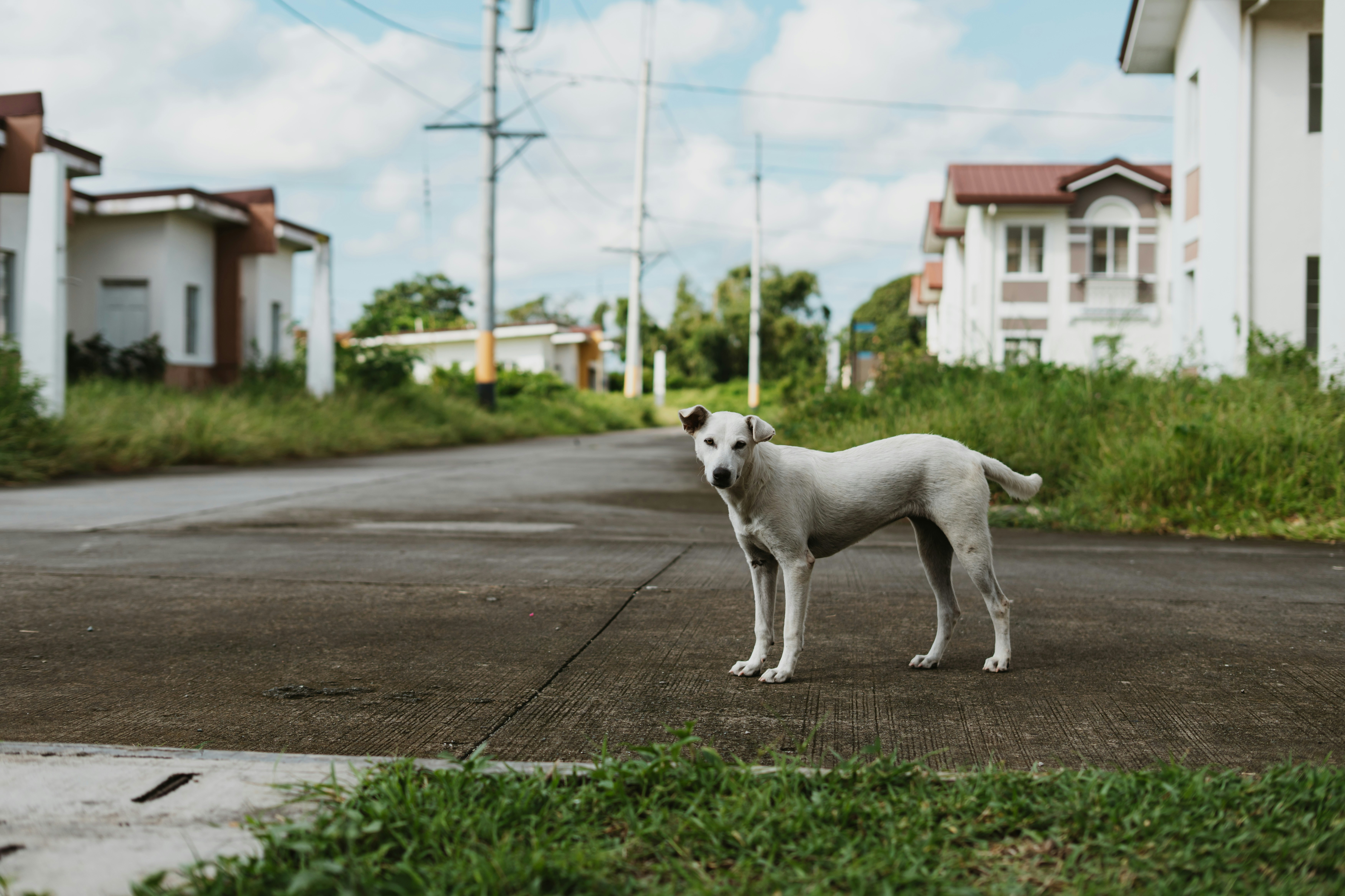 Moonlit Silver Canine on a Quiet Suburban Road
