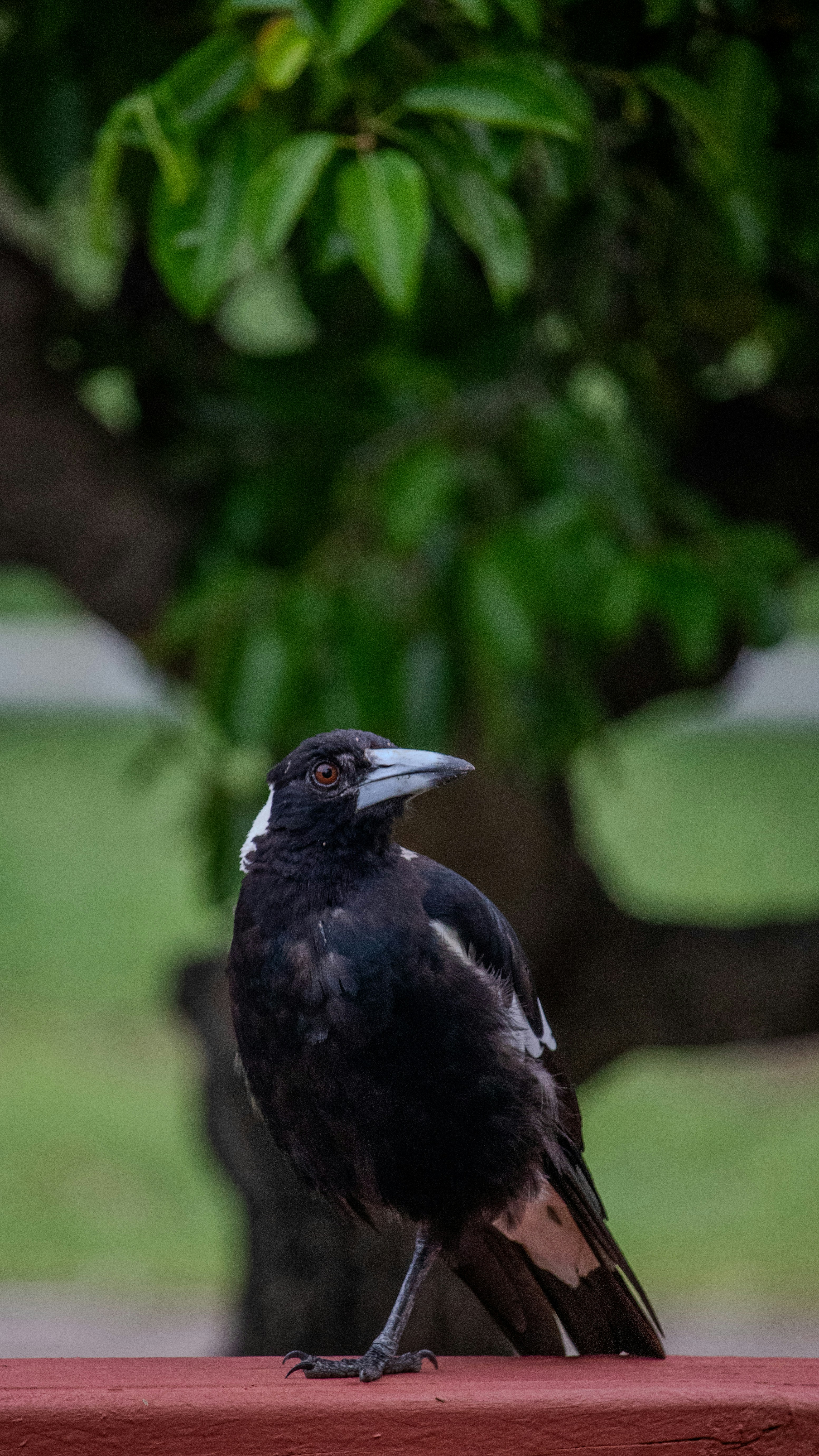 Dark crow perched on a red railing with a blurred green garden background, highlighting the bird as the focal subject.