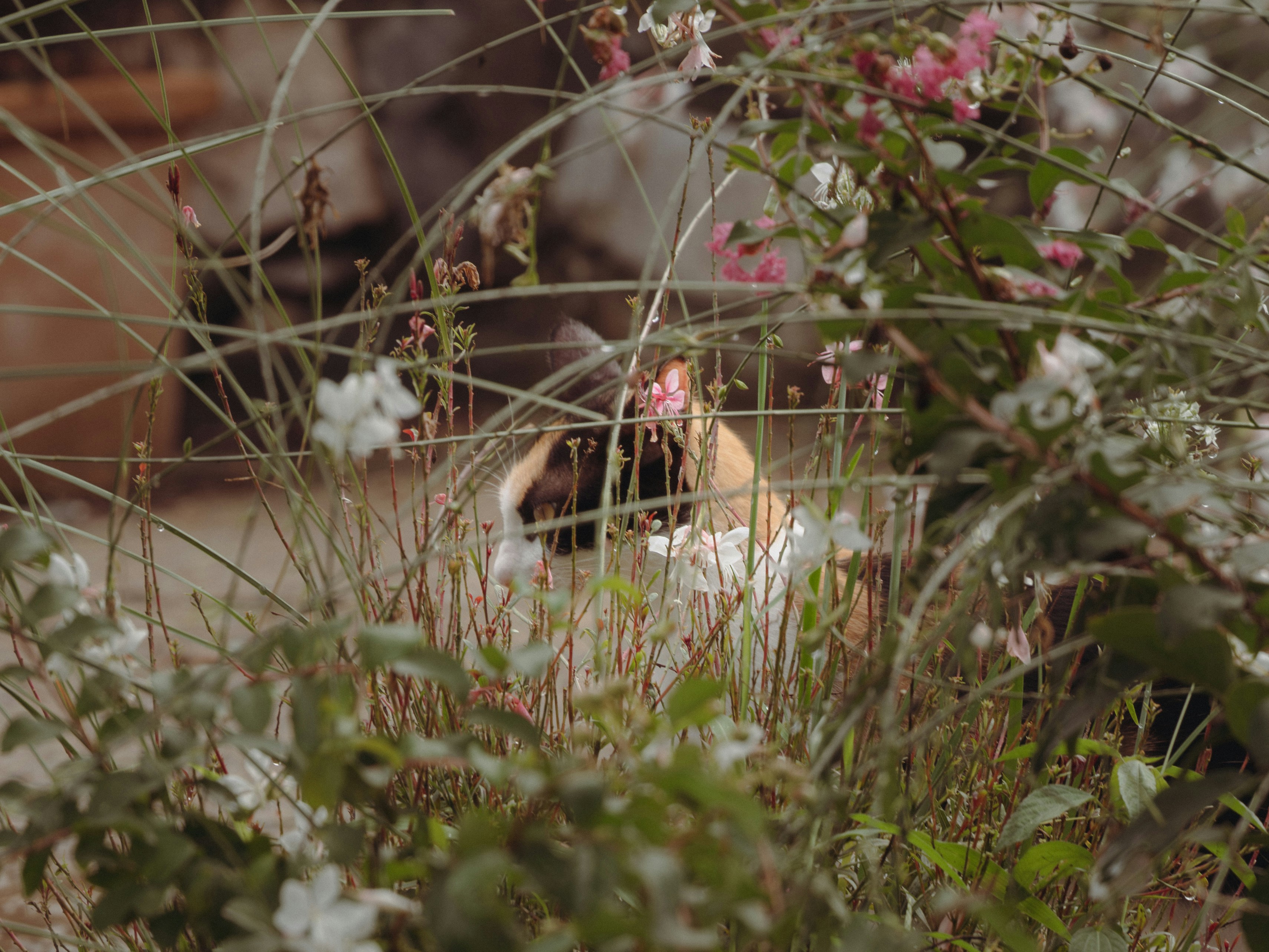 Hidden Wanderer: A cat partially obscured behind garden blooms