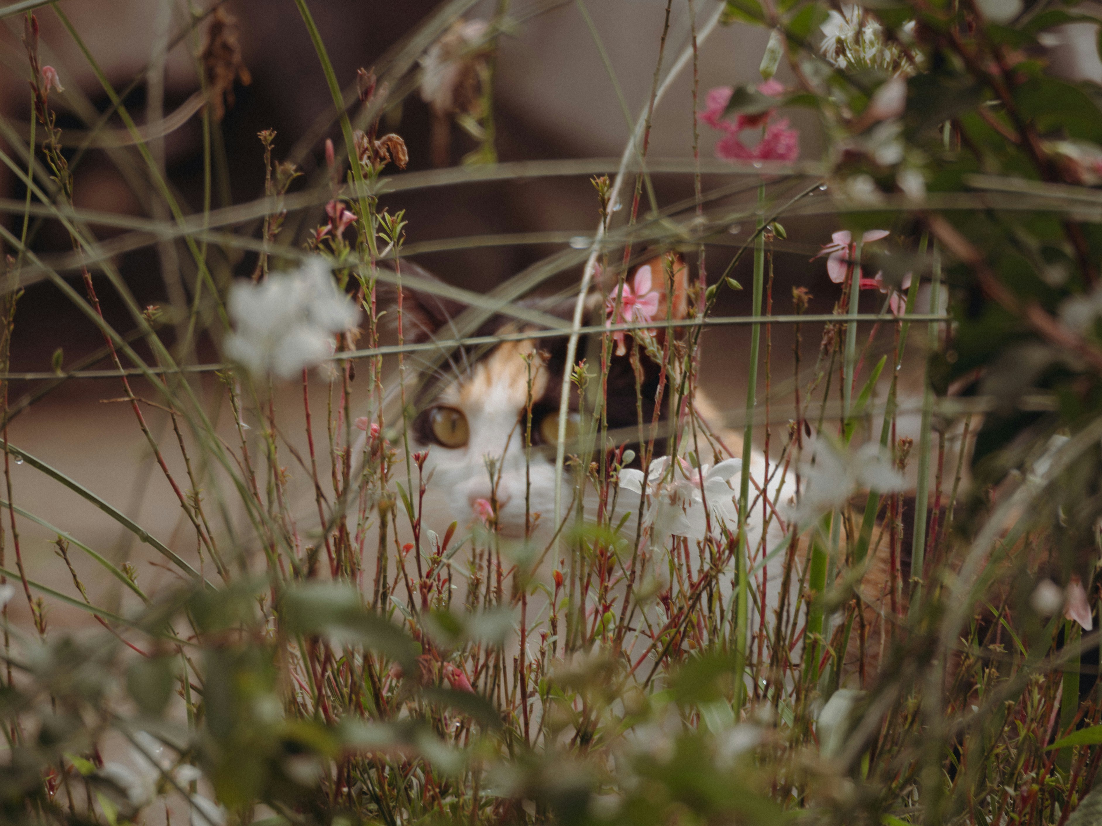 Hidden in the Garden: A Cat's Gaze Through Spring Keepsake