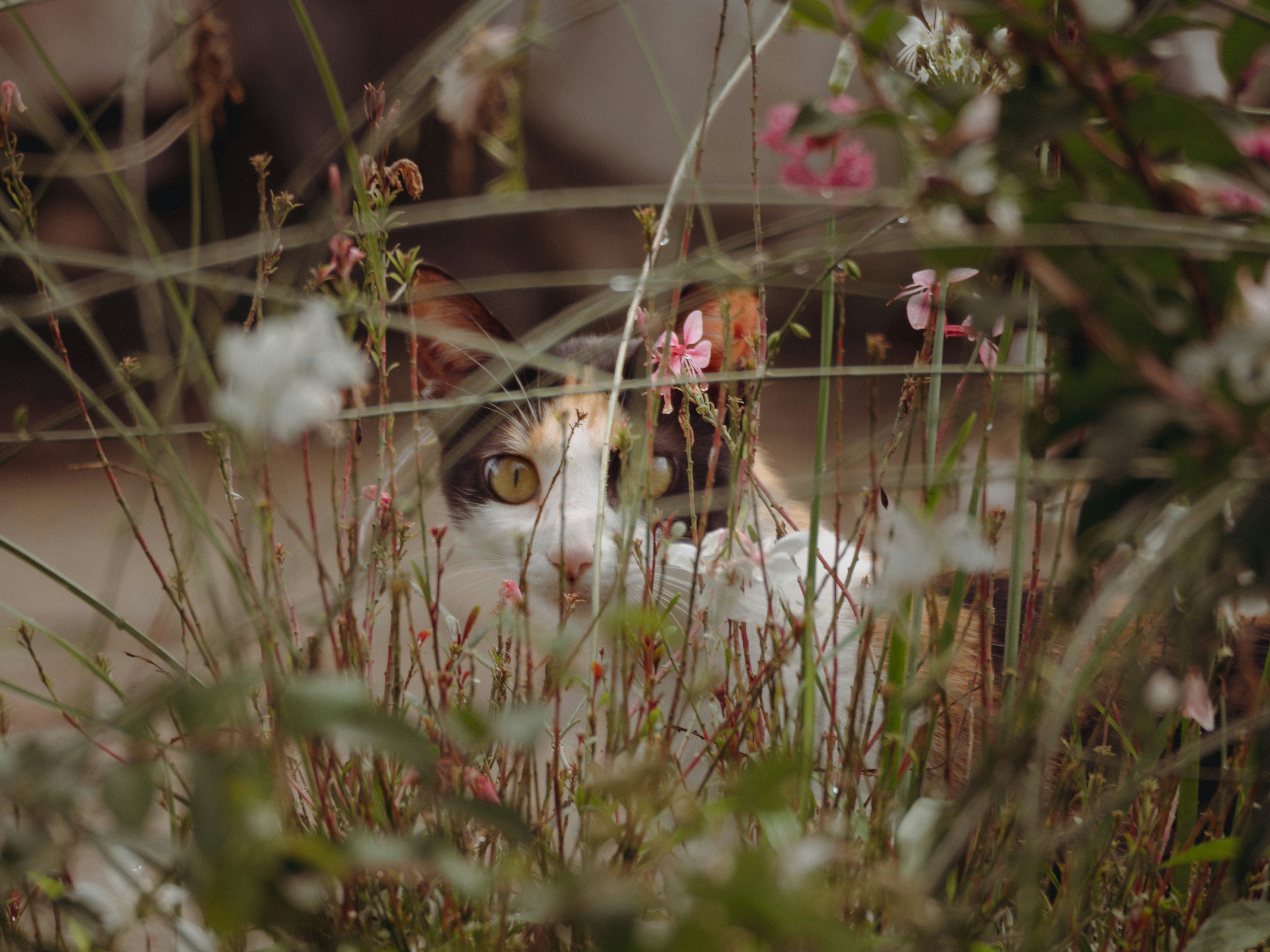 Cat's Gaze Through a Meadow of Bloom