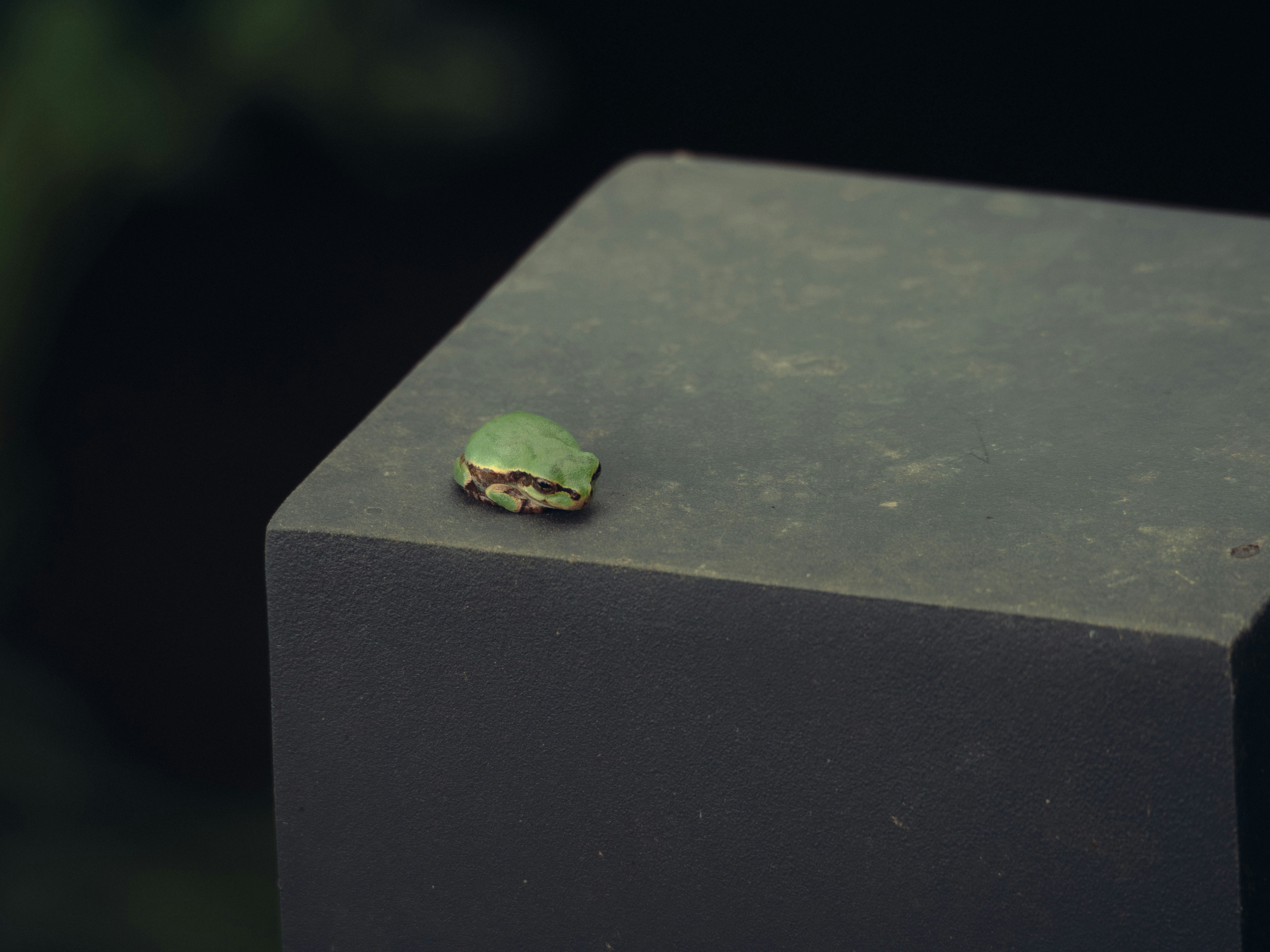 Green Tiny Sentinel on a Concrete Edge