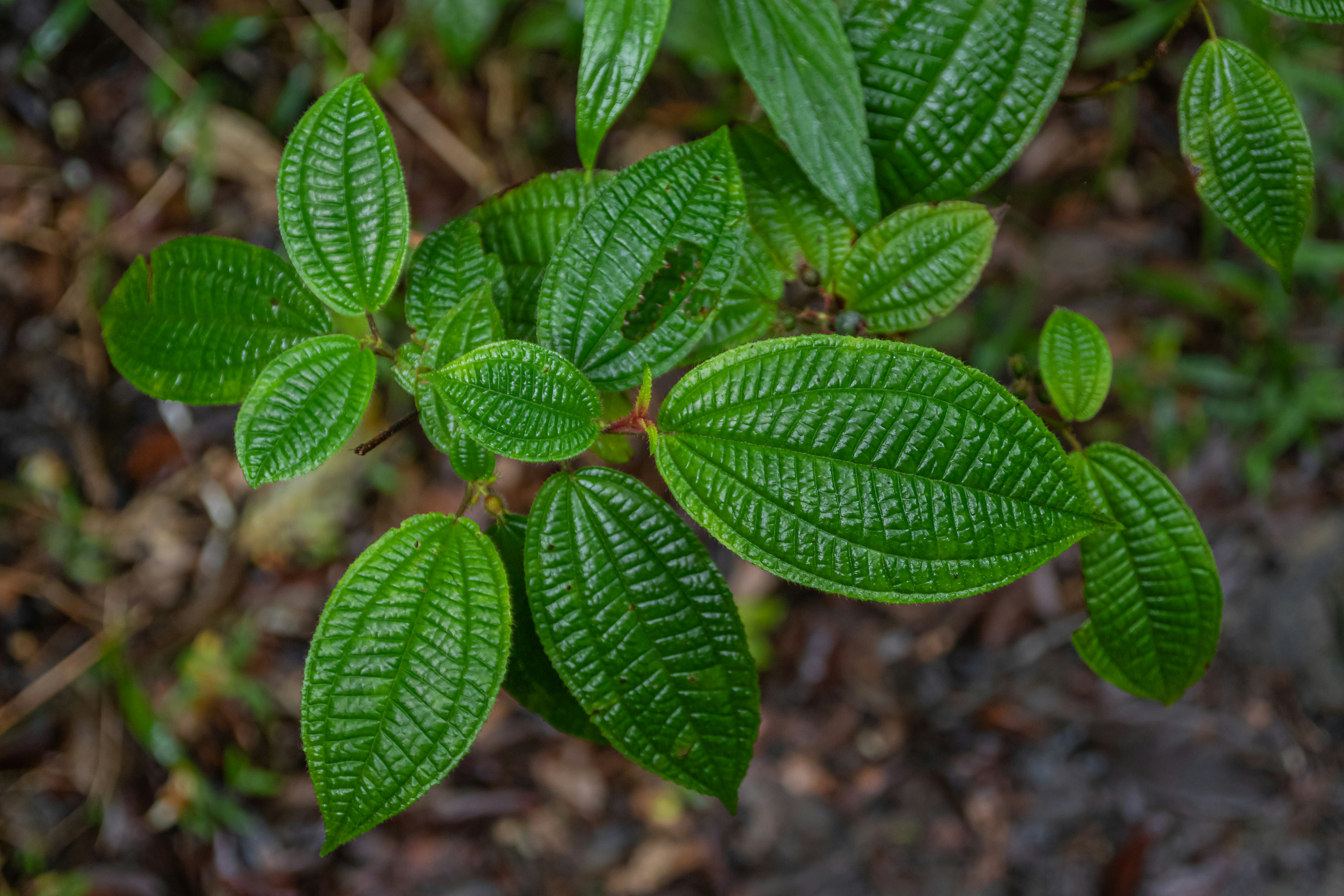 Close-up of vibrant green, textured leaves with pronounced veins against a blurred natural background. A plant detail photo.