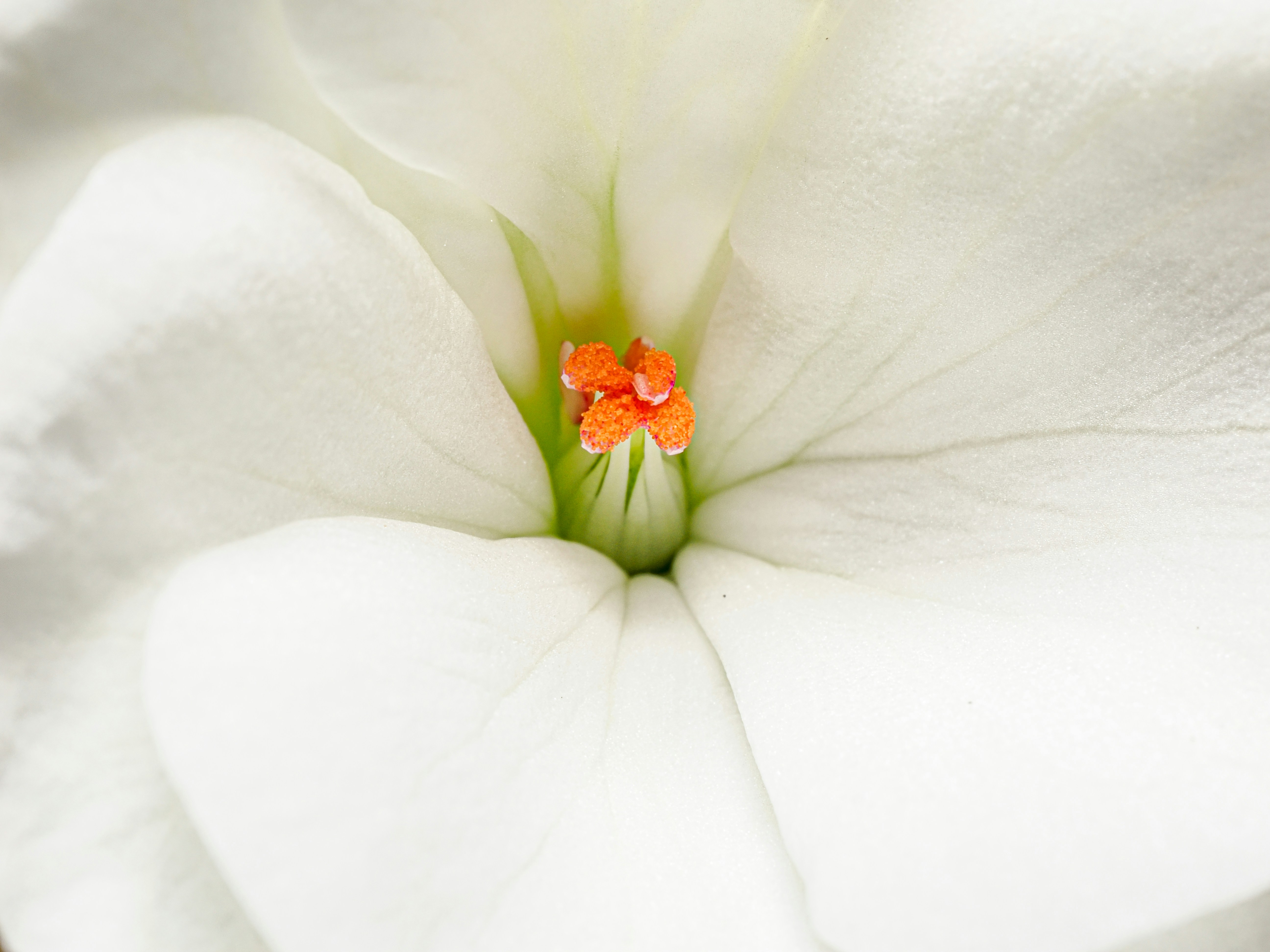 Center Bloom: A Soft Portrait of a White Hibiscus with Bright Orange Stamens