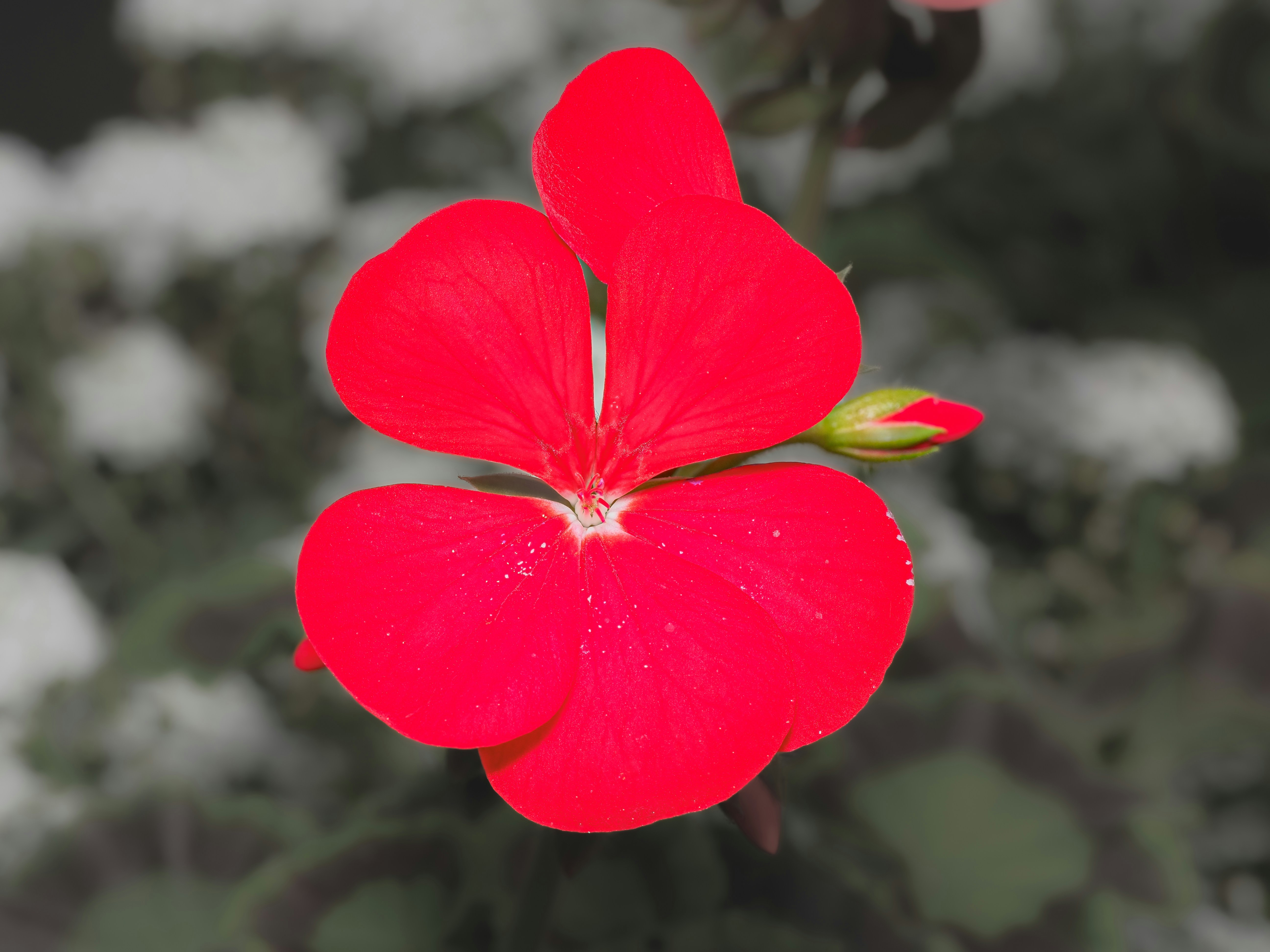 Crimson Bloom: A Bold Red Petal Centered in Soft Backdrop