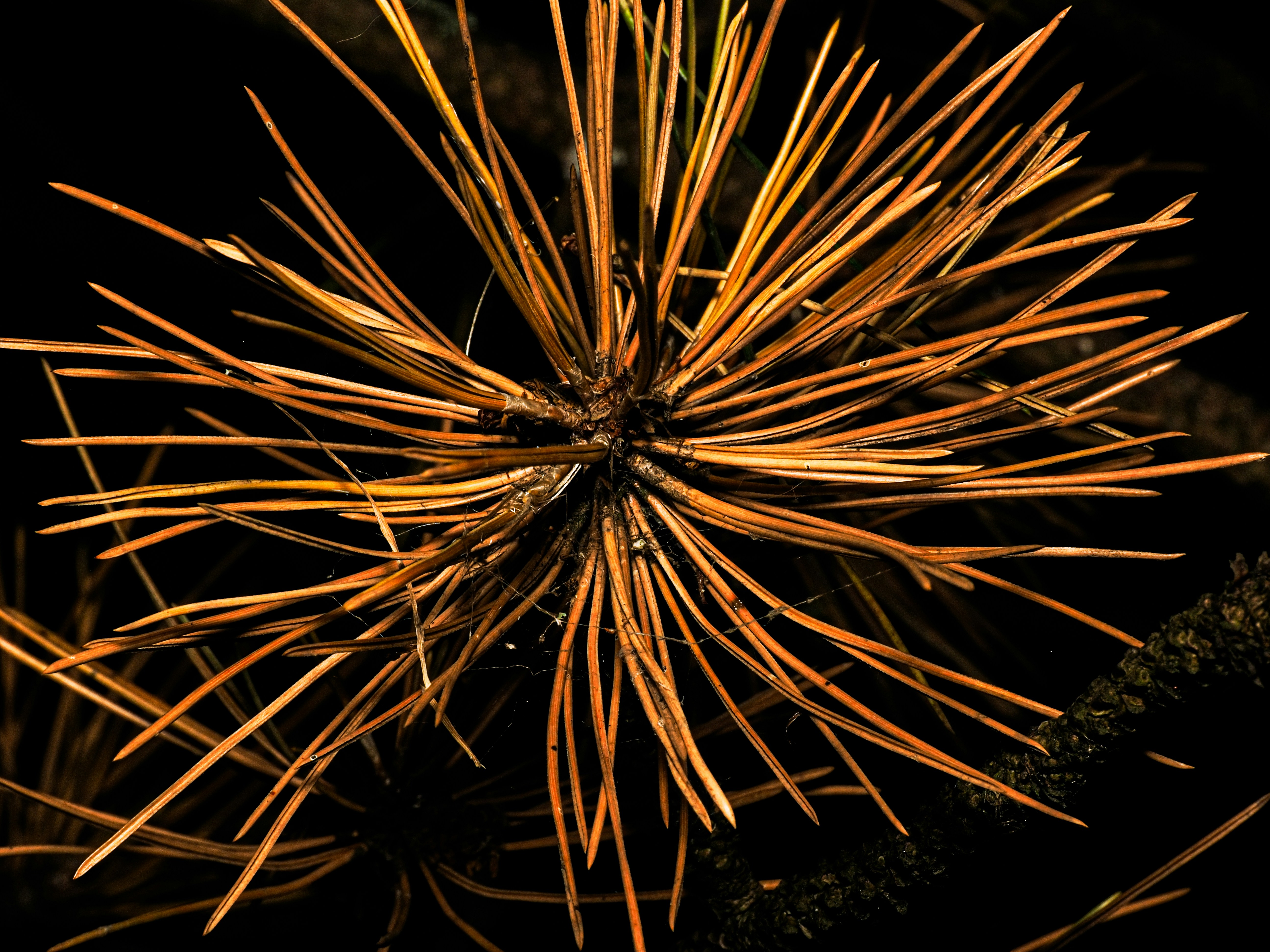 Mars-scorched pine crown frozen in a nocturnal glow