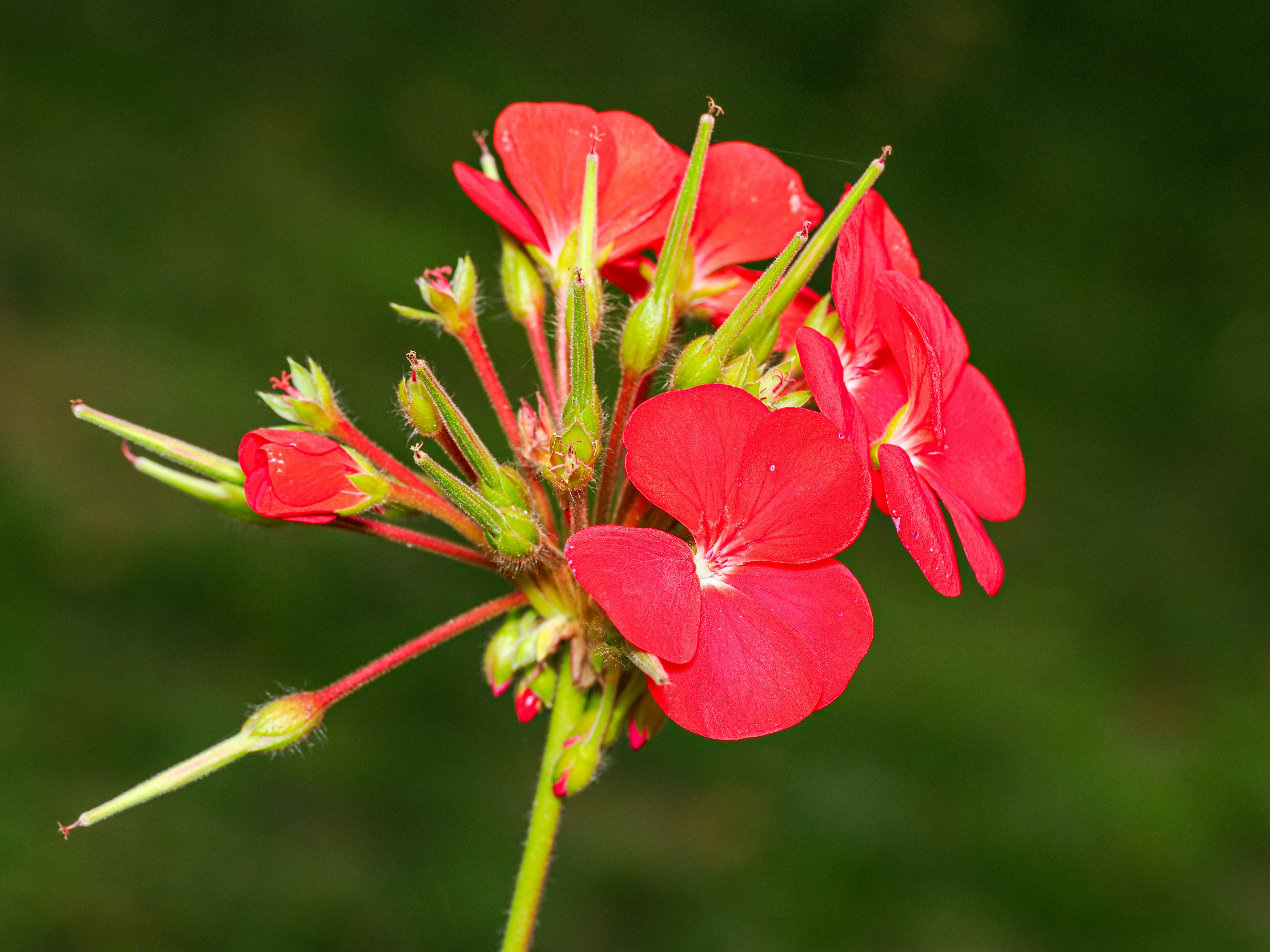 Crimson Bloom in Focus: A Cluster of Geranium Petals