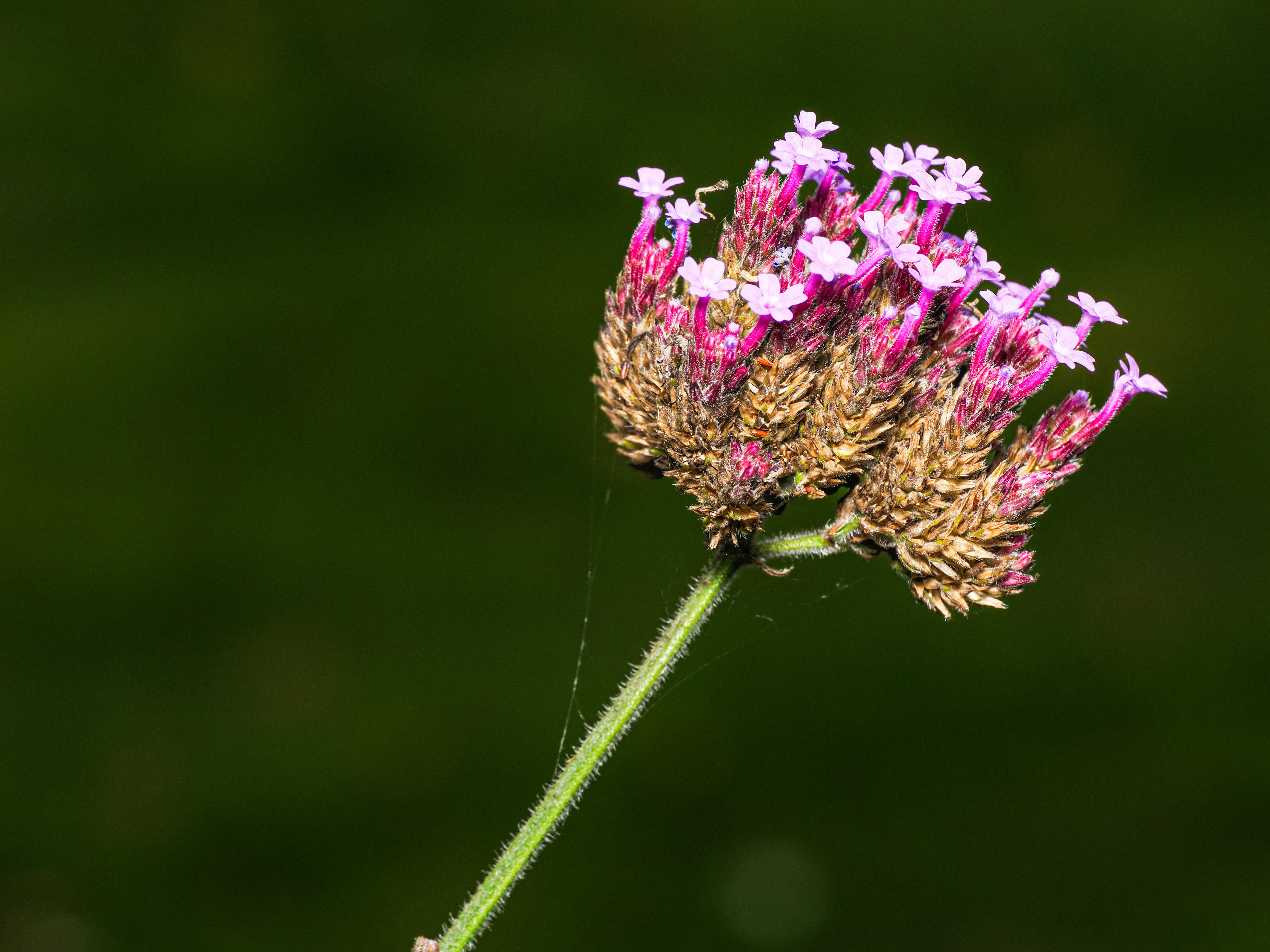 Pink-topped wildflower against a velvet-green backdrop