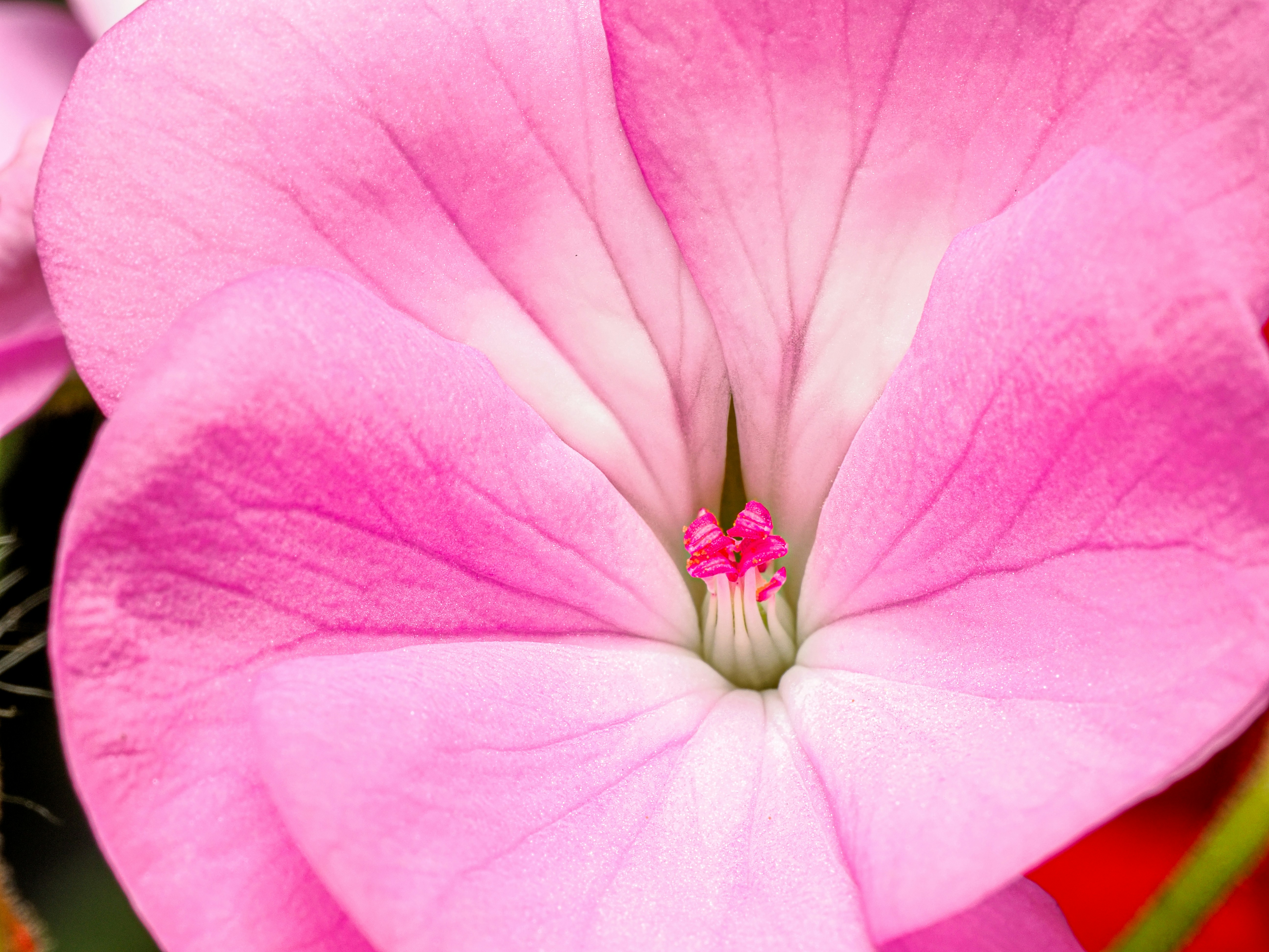 Pink Petal Convergence: The Center Stage of a Bloom