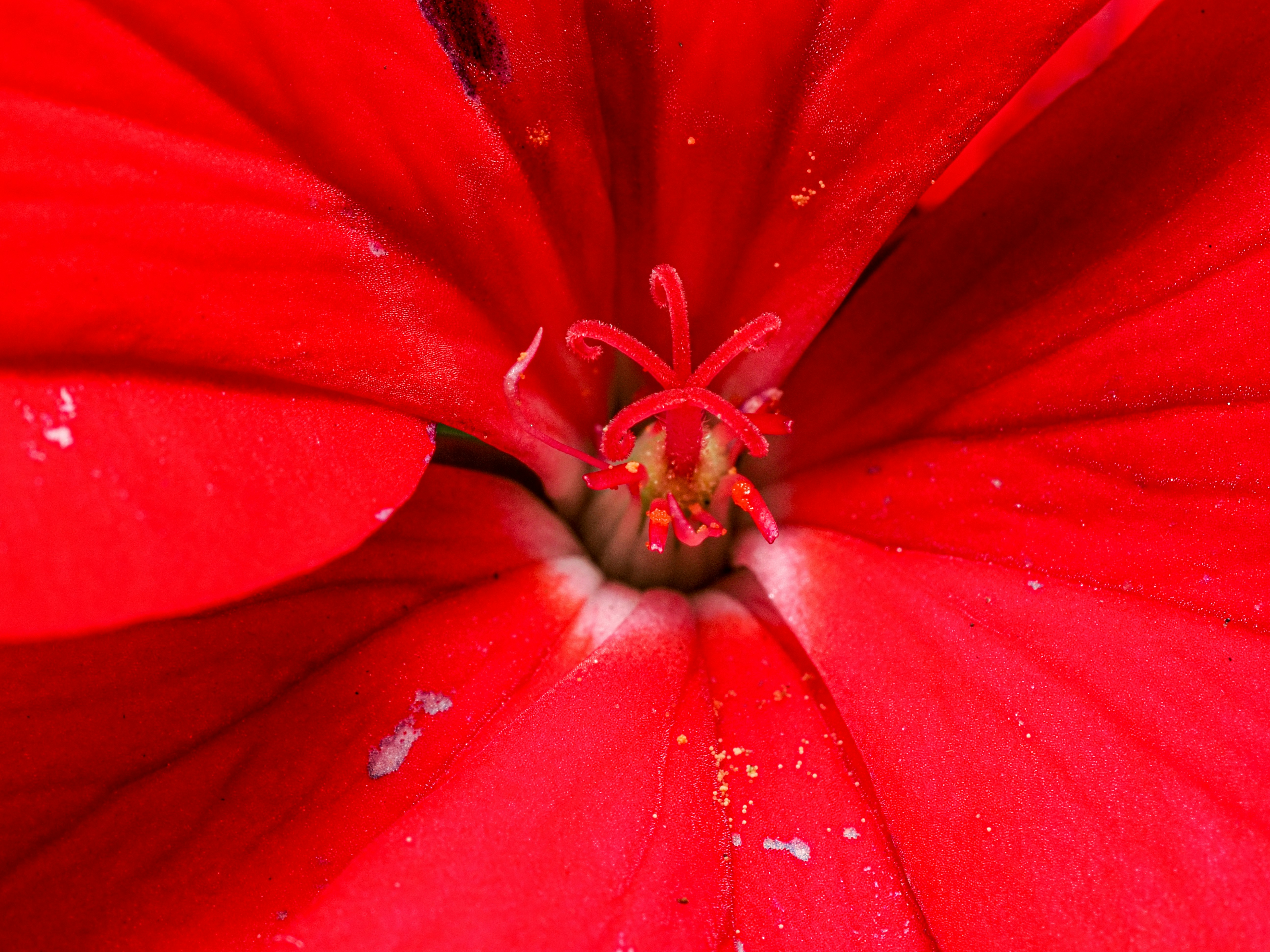 Crimson Aperture: Centered Bloom Reveals Velvet Petals and Stamen