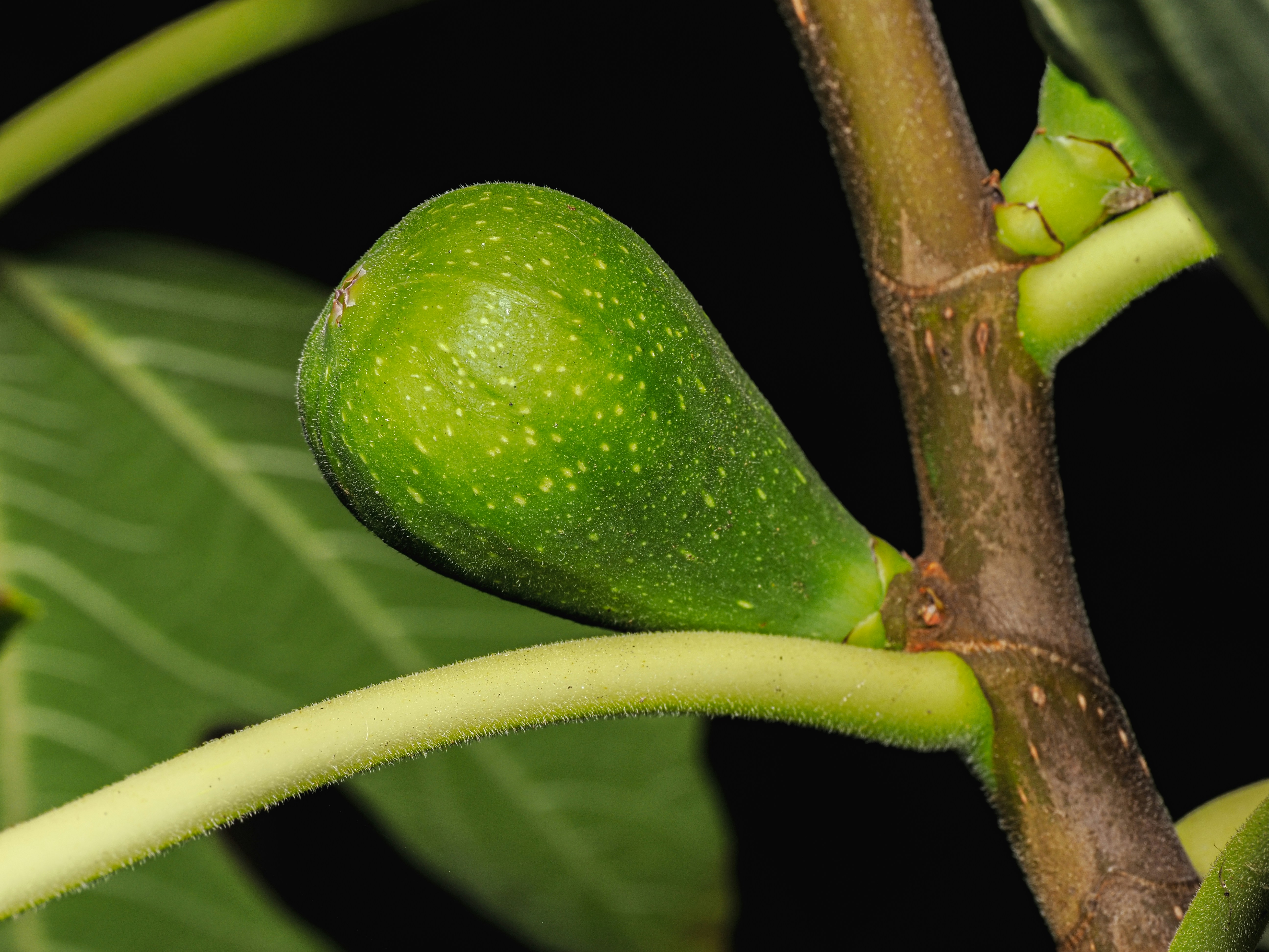Emerald Fruit in Focus: a close-up of a single fig against a dark backdrop