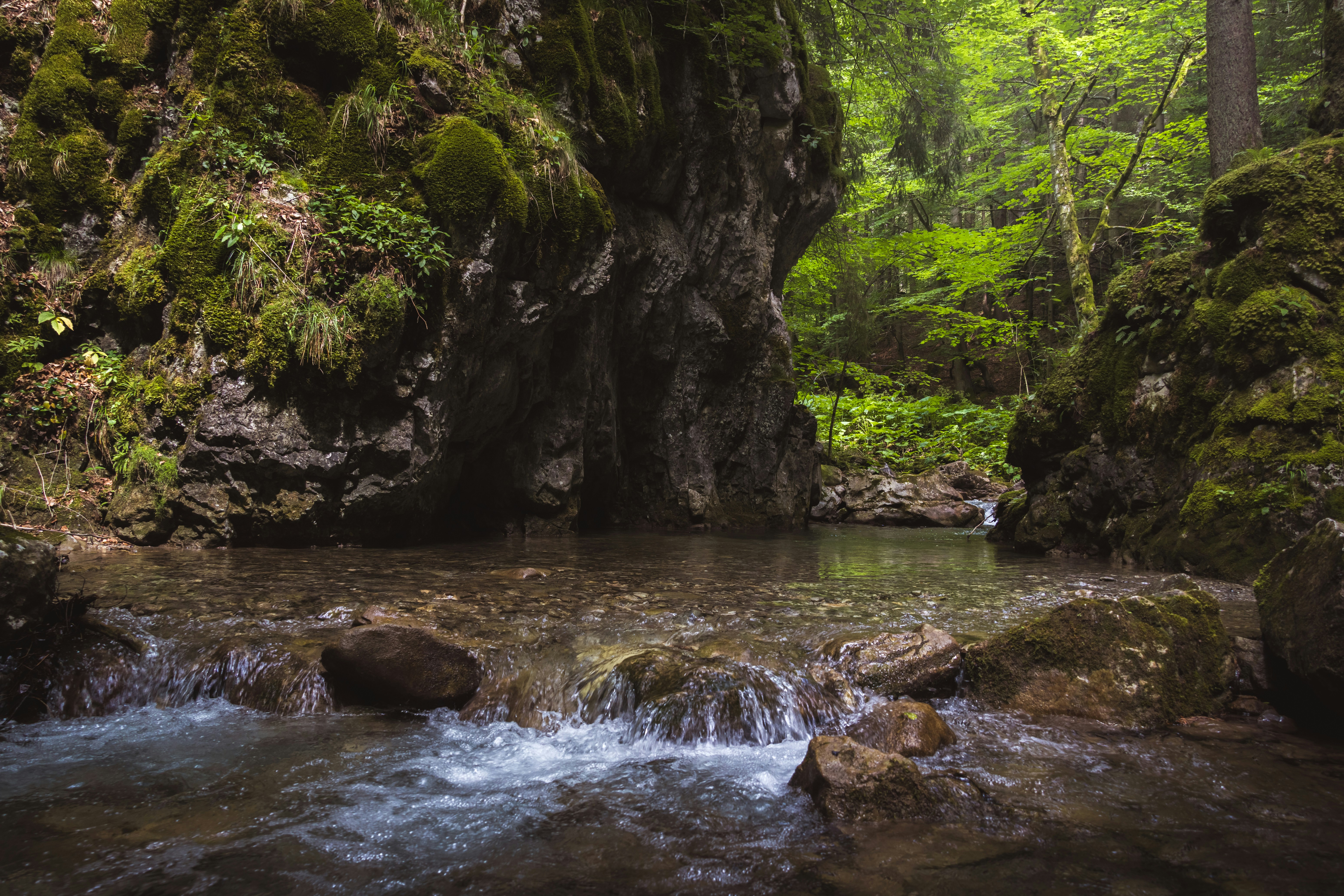 Mossy Canyon Cascade: A Quiet Upland Brook Between Sheltering Cliffs
