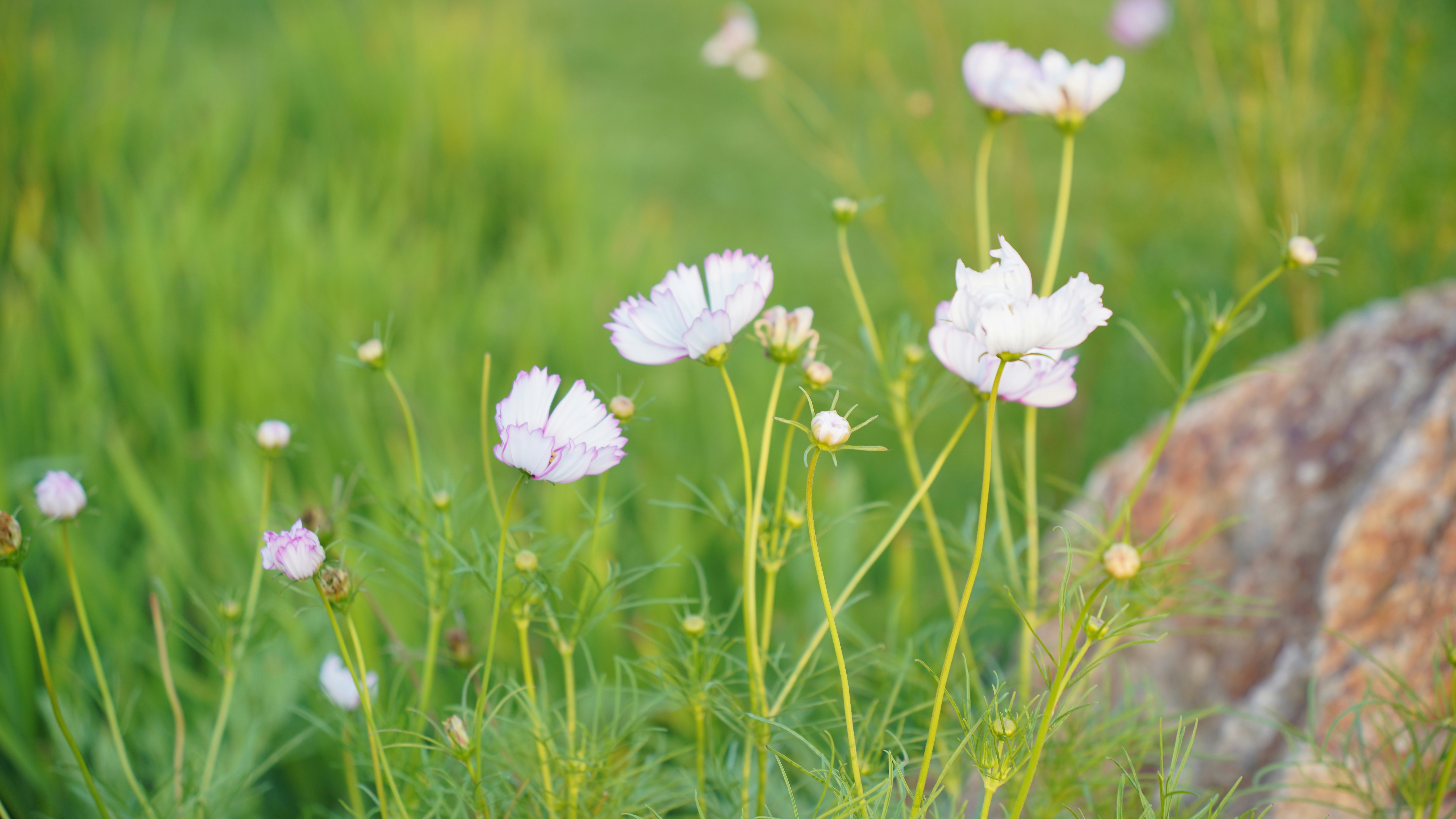 White Petals in a Morning Glow