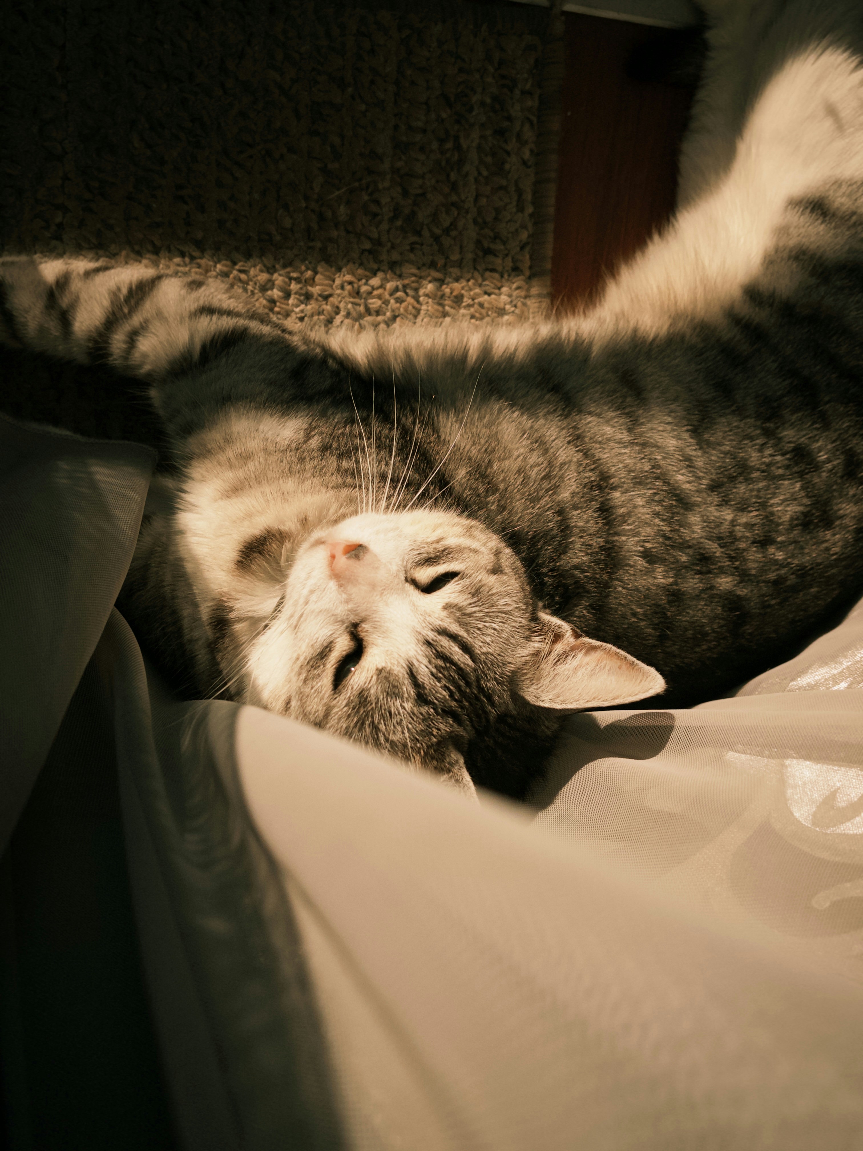 Angled cat resting on a soft surface illuminated by warm light, showcasing fur texture and serene expression. A candid indoor moment with a focus on the cat's head and relaxed posture.