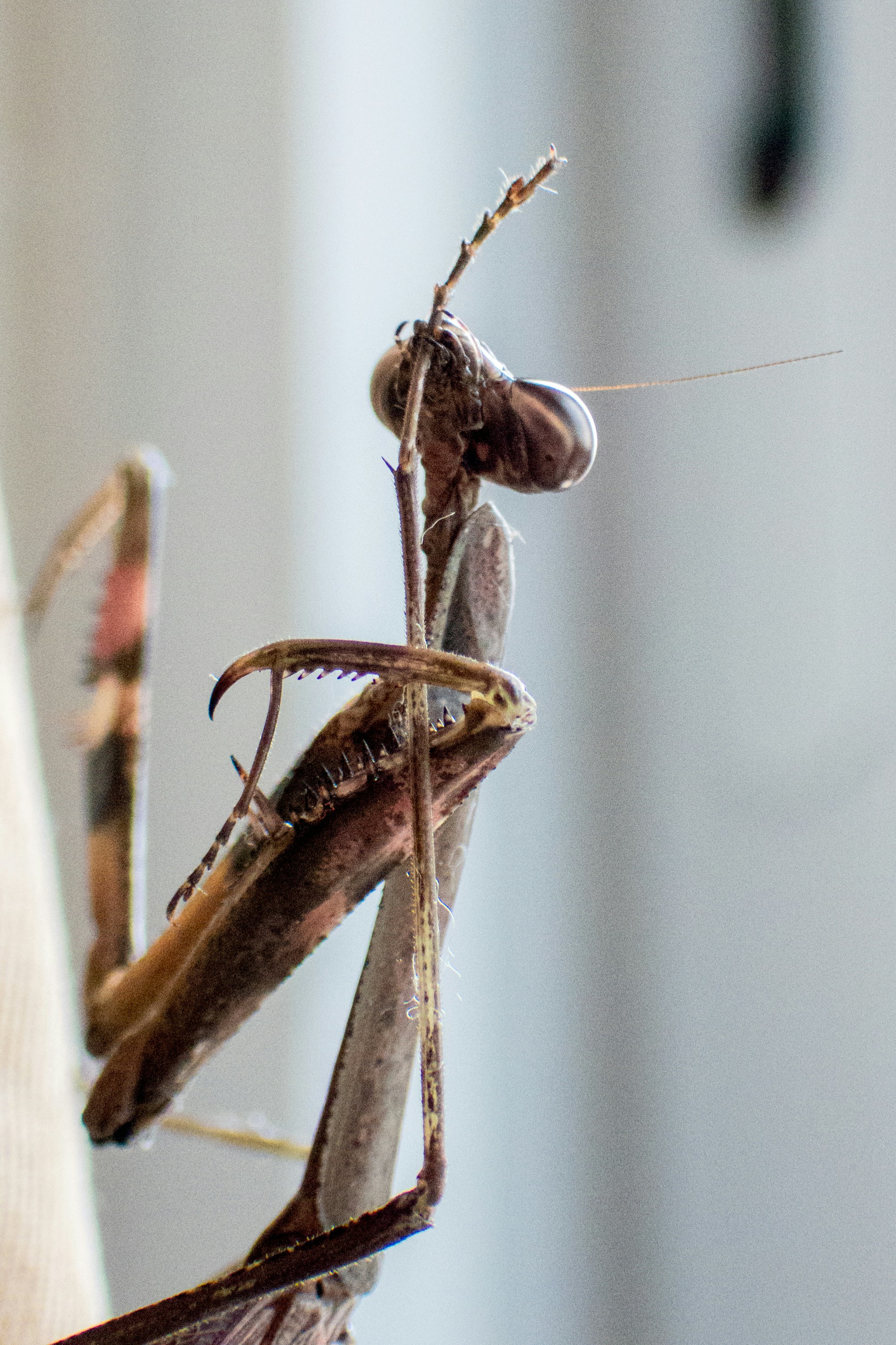 Focused Gaze: A Praying Mantid Clings to Its Twig