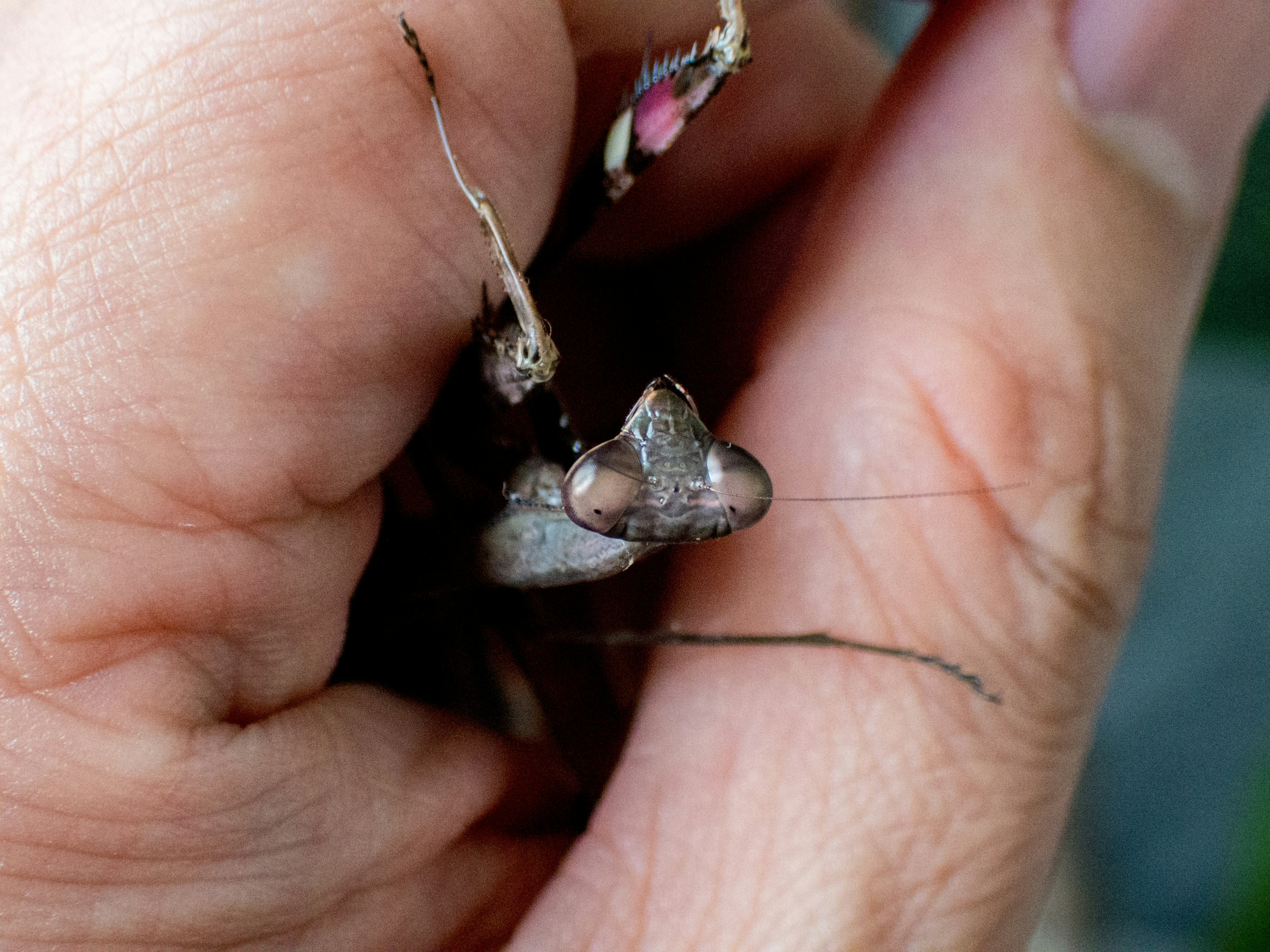 Tiny moth resting on a fingertip: a delicate macro moment