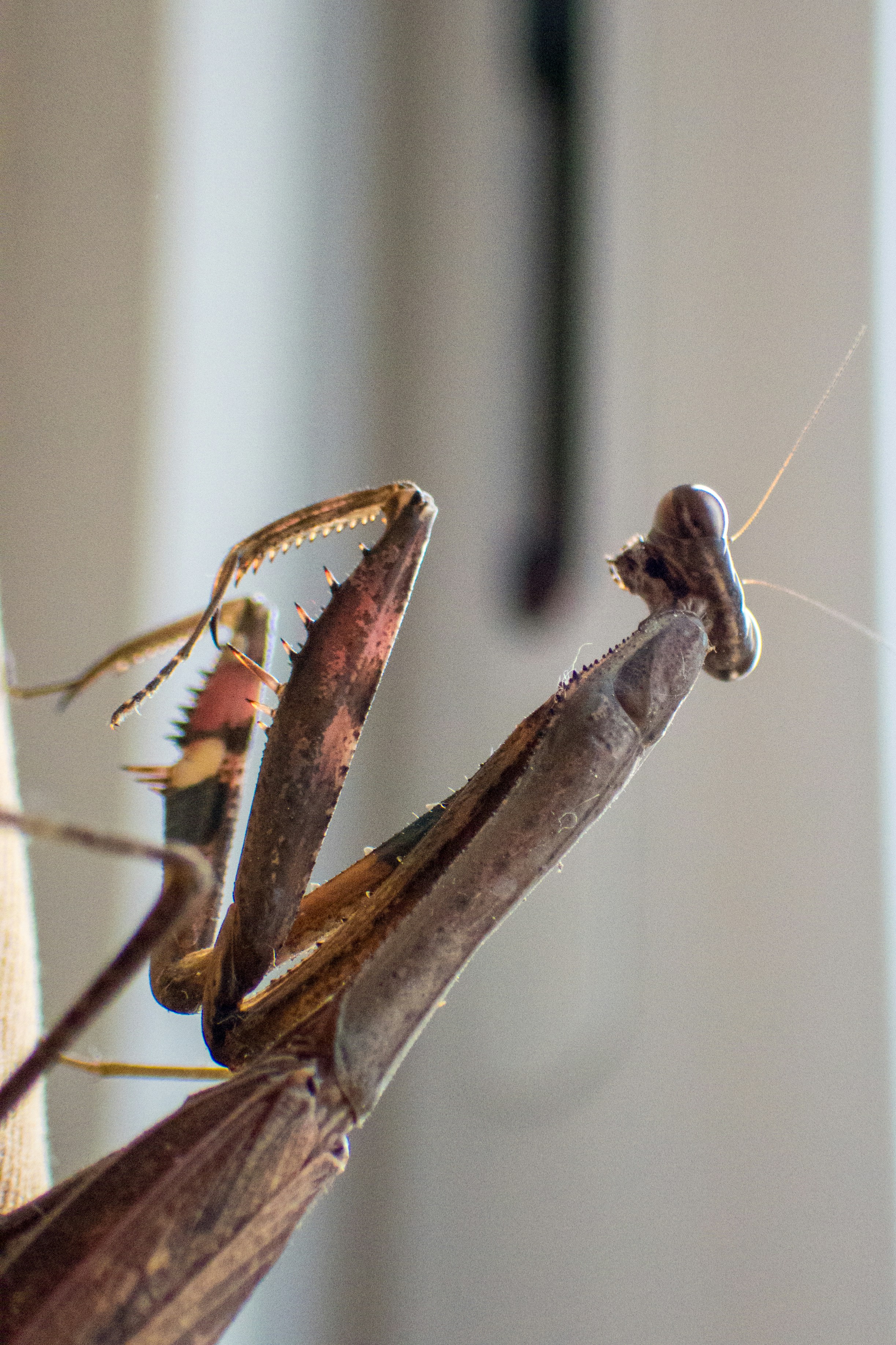Close-up of a praying mantis foreleg with serrated tibia blades in a vertical macro frame
