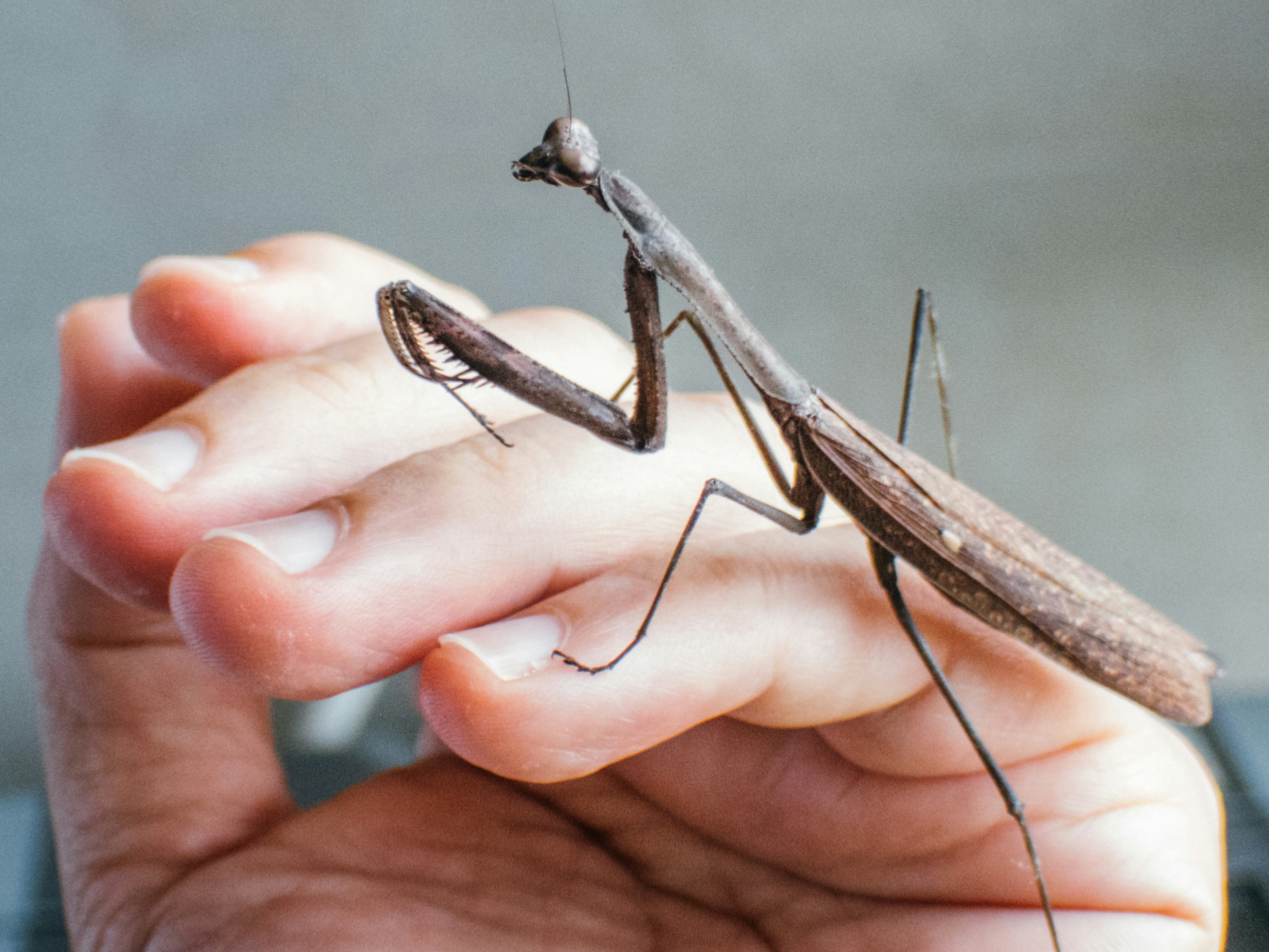 Close-up of a brown mantis perched on a human finger, the insect's elongated limbs and textured body resting on the skin; macro-style capture focusing on detail and contrast. photograph (not an illustration).