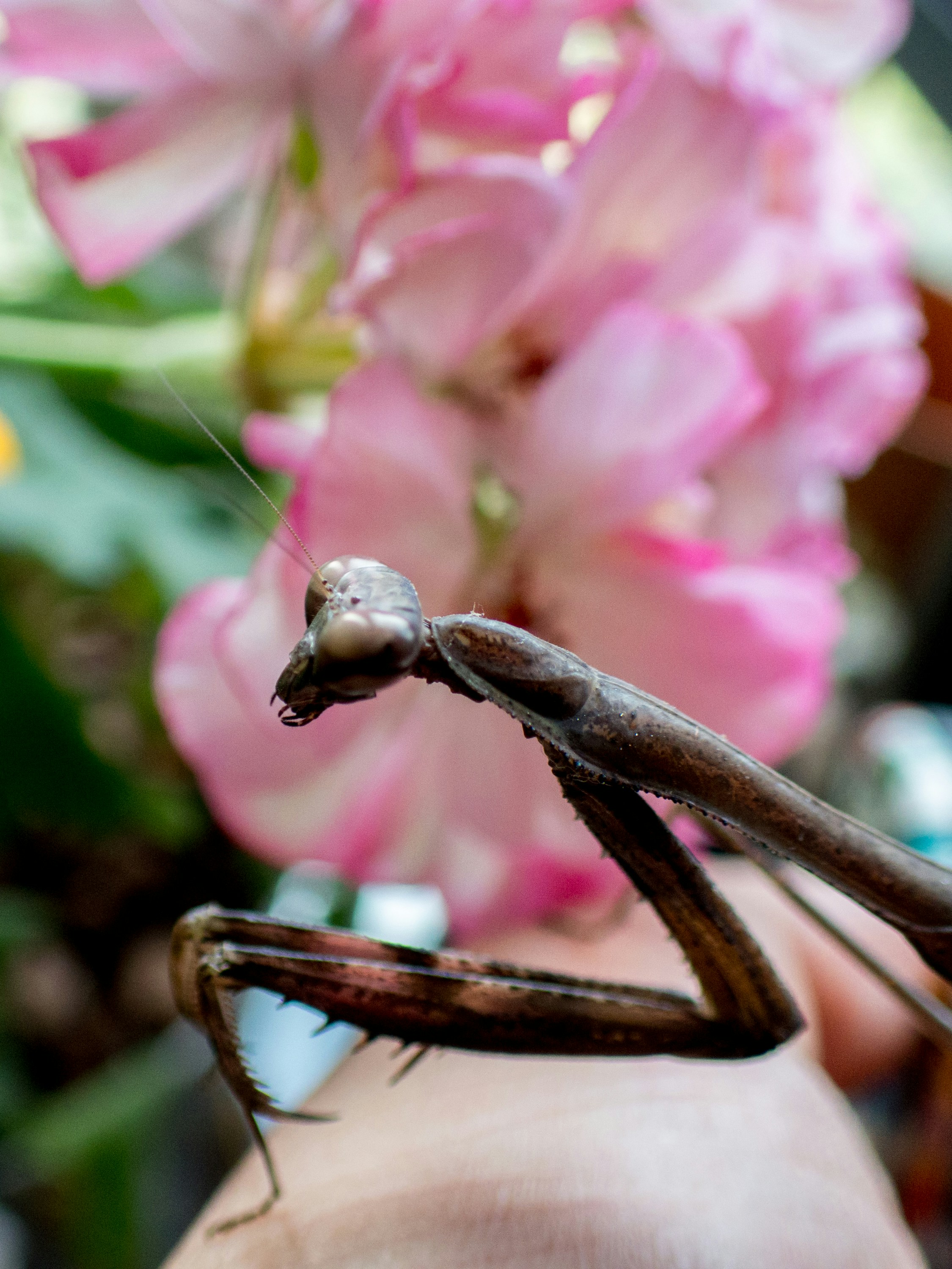 Close-Up of a Brown Dragonfly on a Twig with Pink Blooms in the Background