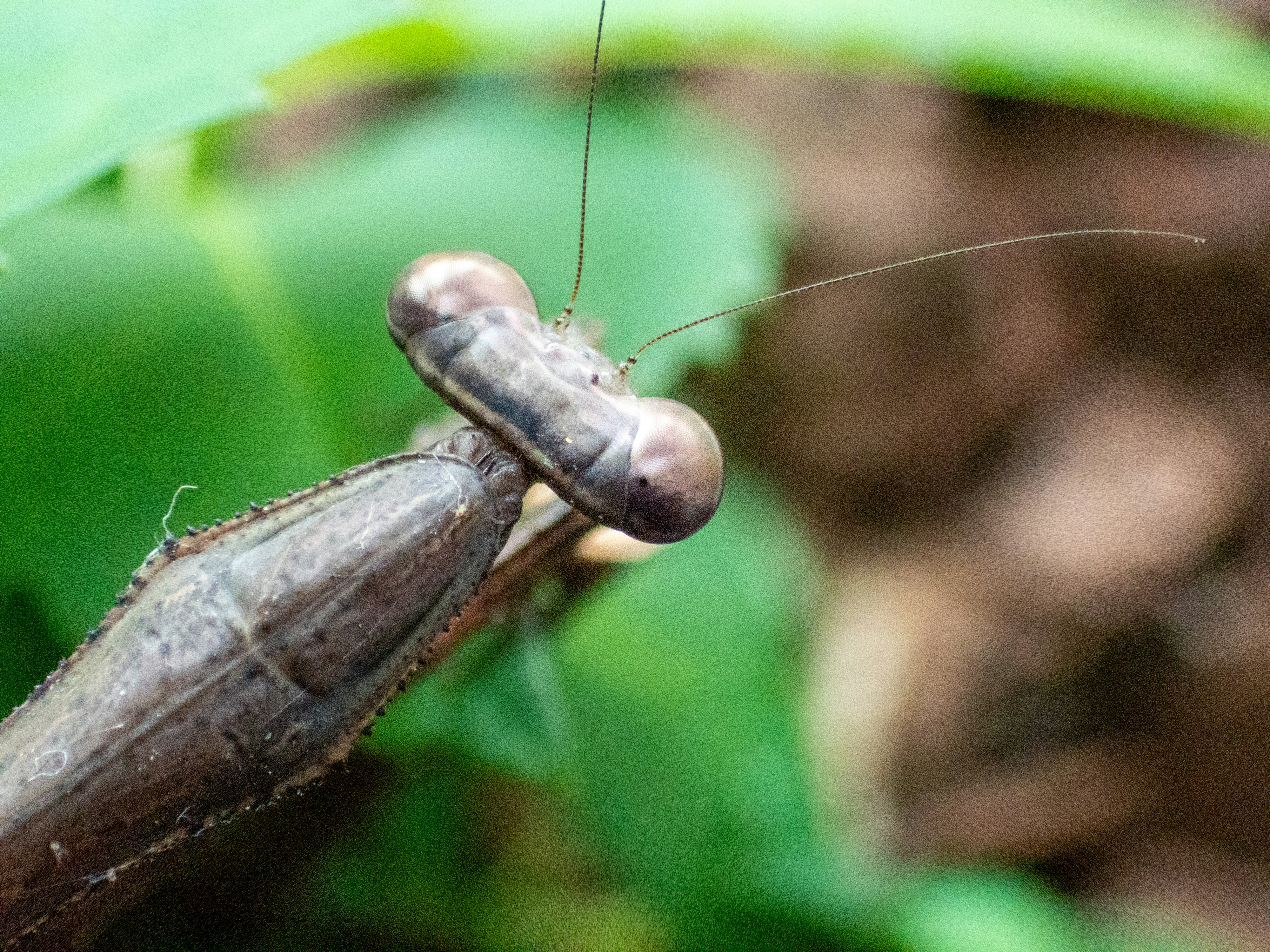 Macro Close-Up: The Northern Mantis’ Piercing Gaze