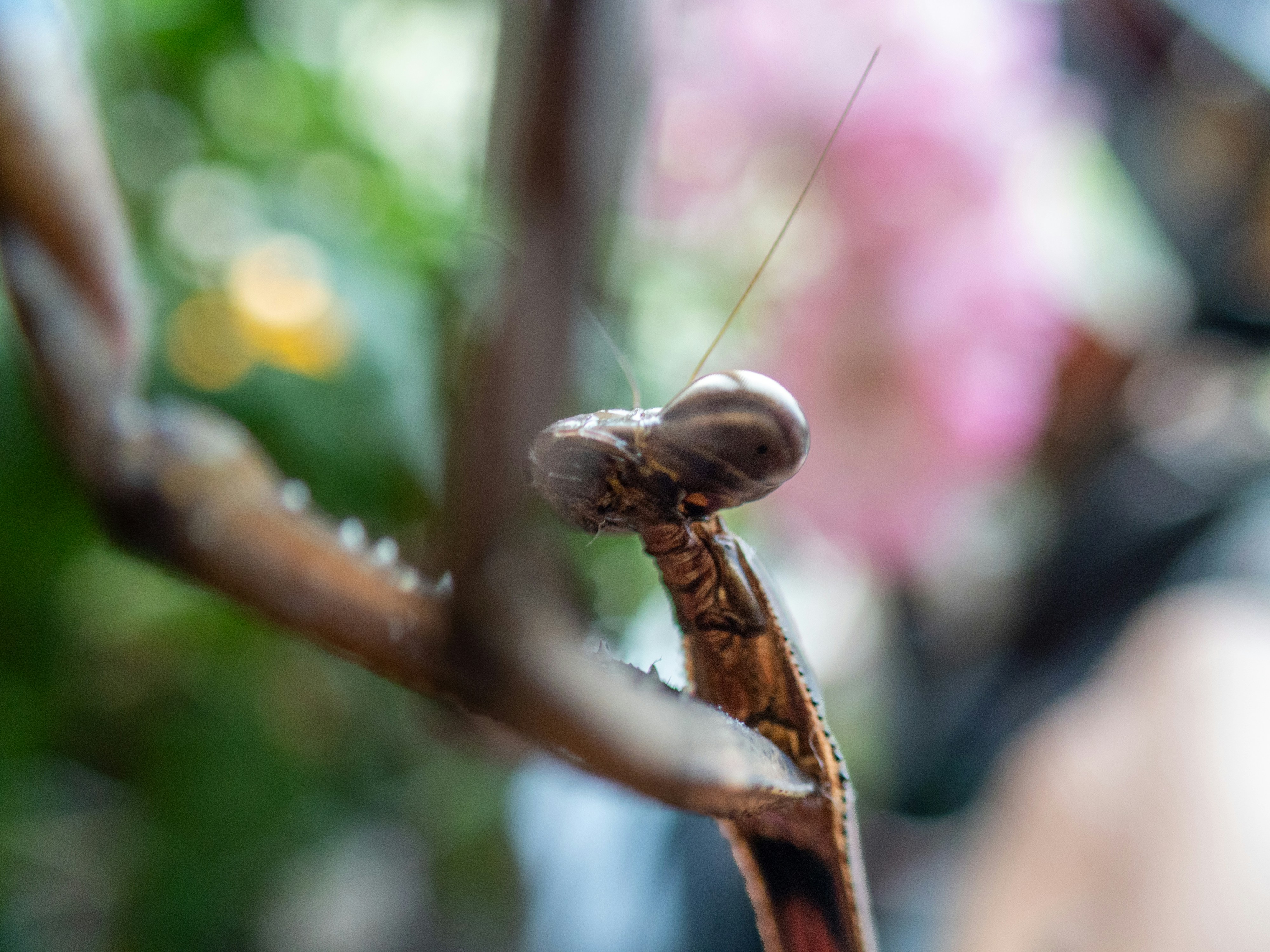 Close-Up on a Mosquito or Small Insect perched on a Branch with Blurred Garden Background