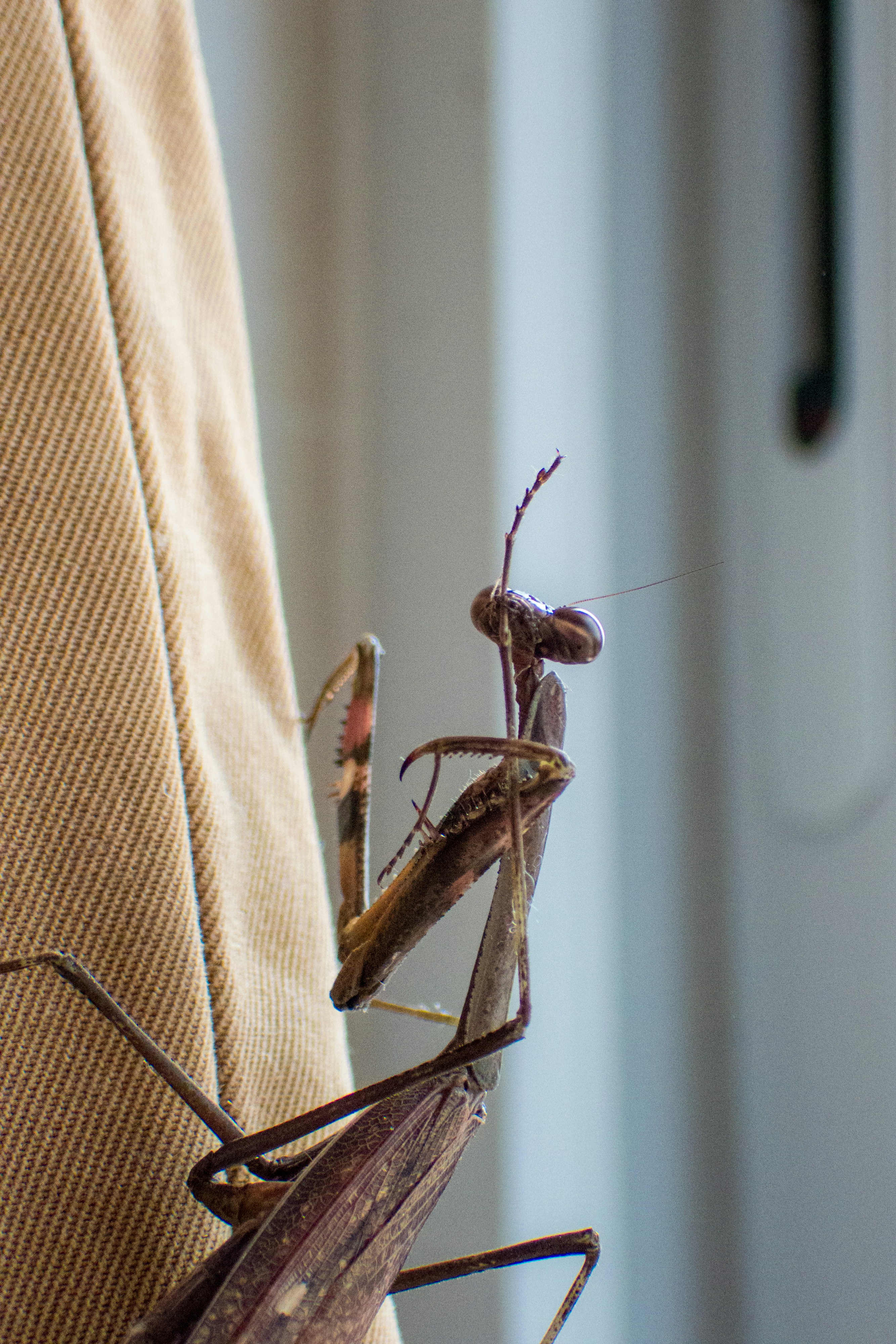 Close-up of a brown praying mantis perched on a fabric surface beside a light-colored panel, with fine detail in its body and extended forelegs. This is a candid macro-style shot captured on a solid, indoor setting.