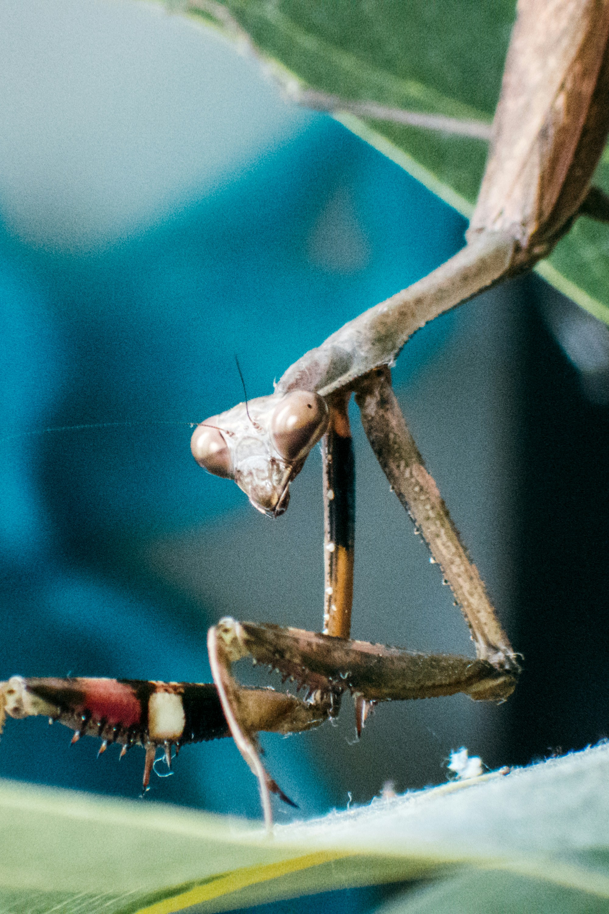 Close-up of a praying mantis perched on a leaf, showcasing its eyes and forelimbs against a blurred blue-green background. (Note: insect close-up, macro focus.)