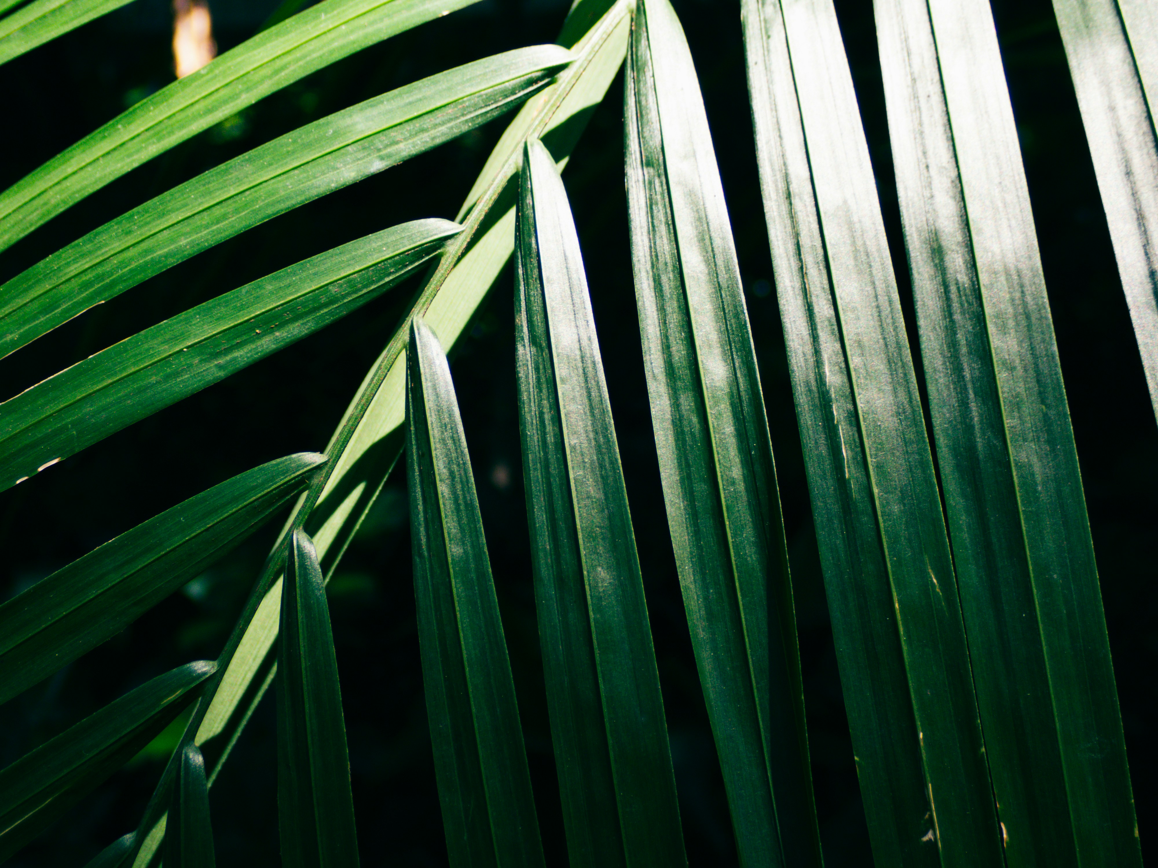 Close-up of overlapping palm fronds with deep greens and strong directional light creating sharp shadows. The image emphasizes texture and form of the leaves, suitable for a botanical study or tropical backdrop.