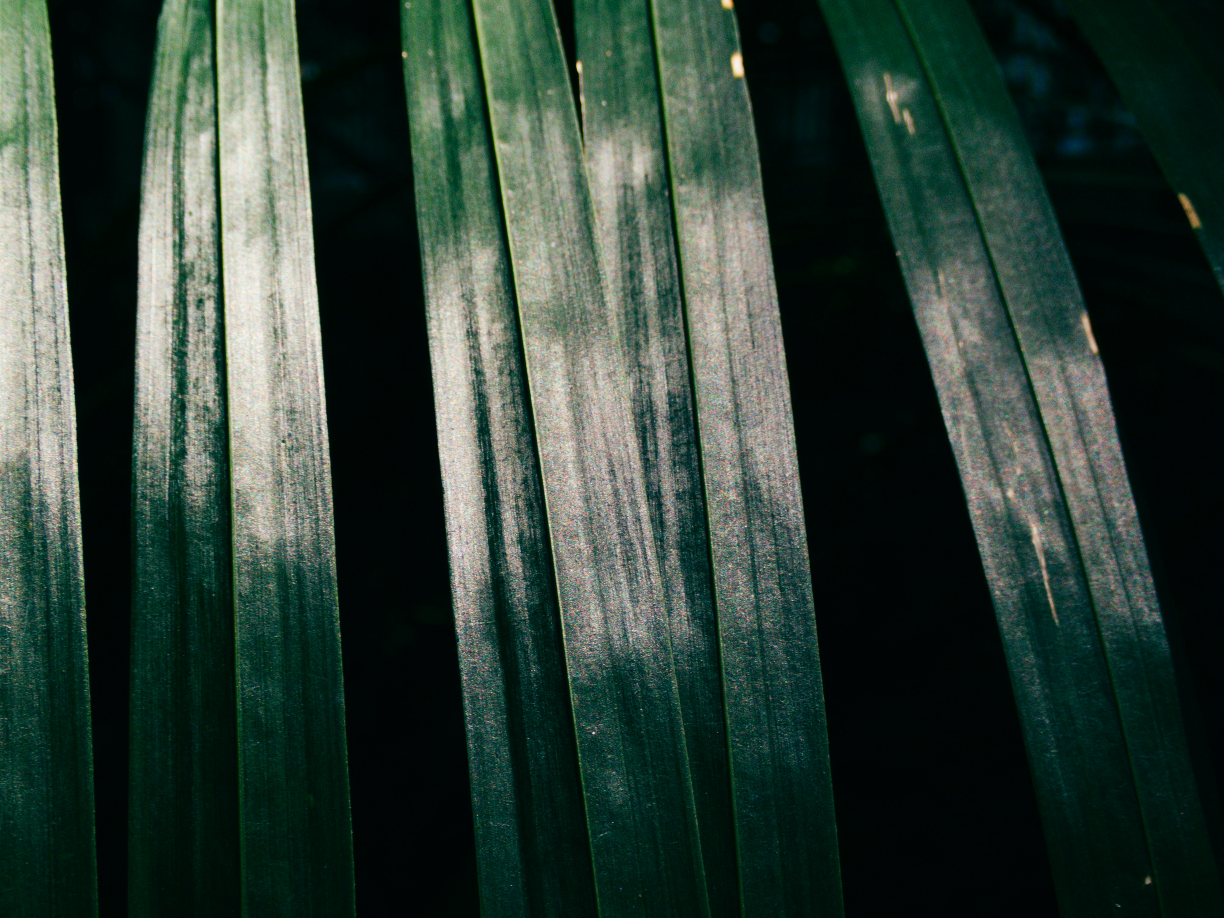 Rigid Green Strips: A Study in Light and Shadow
