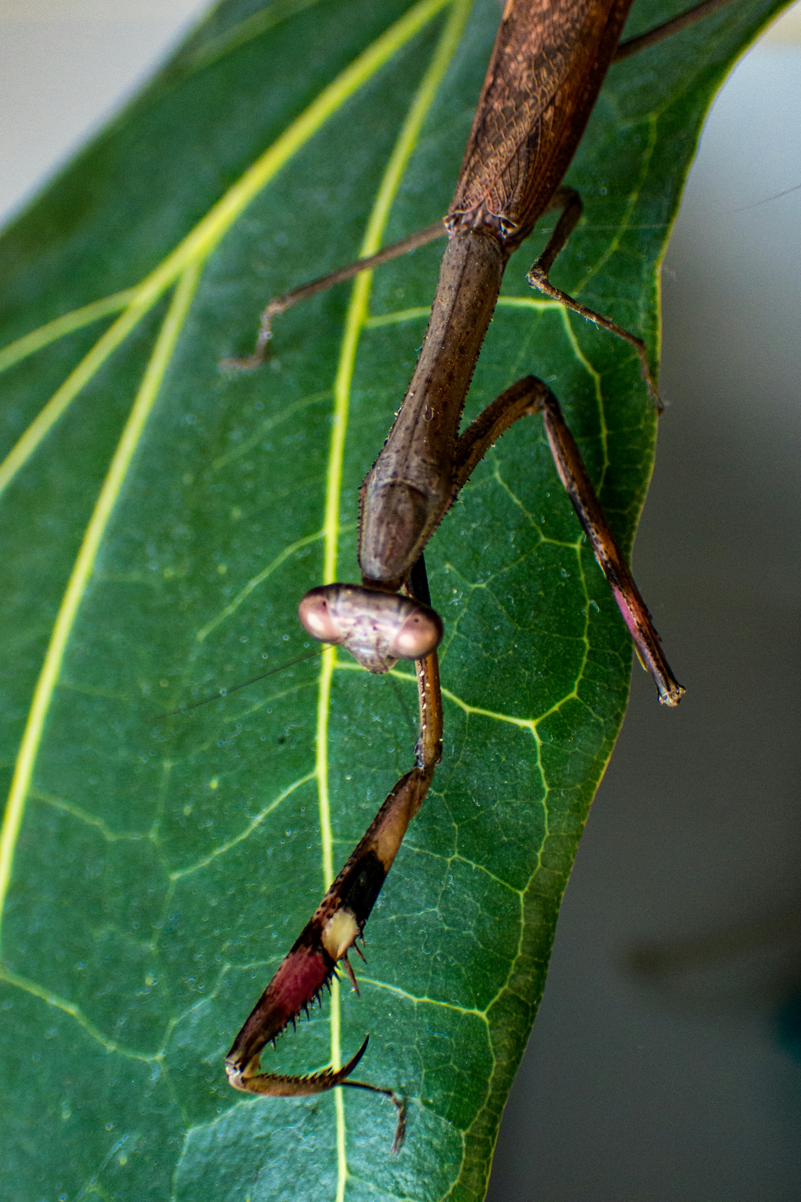 Close-Up of a Praying Mantid Clinging to a Green Leaf