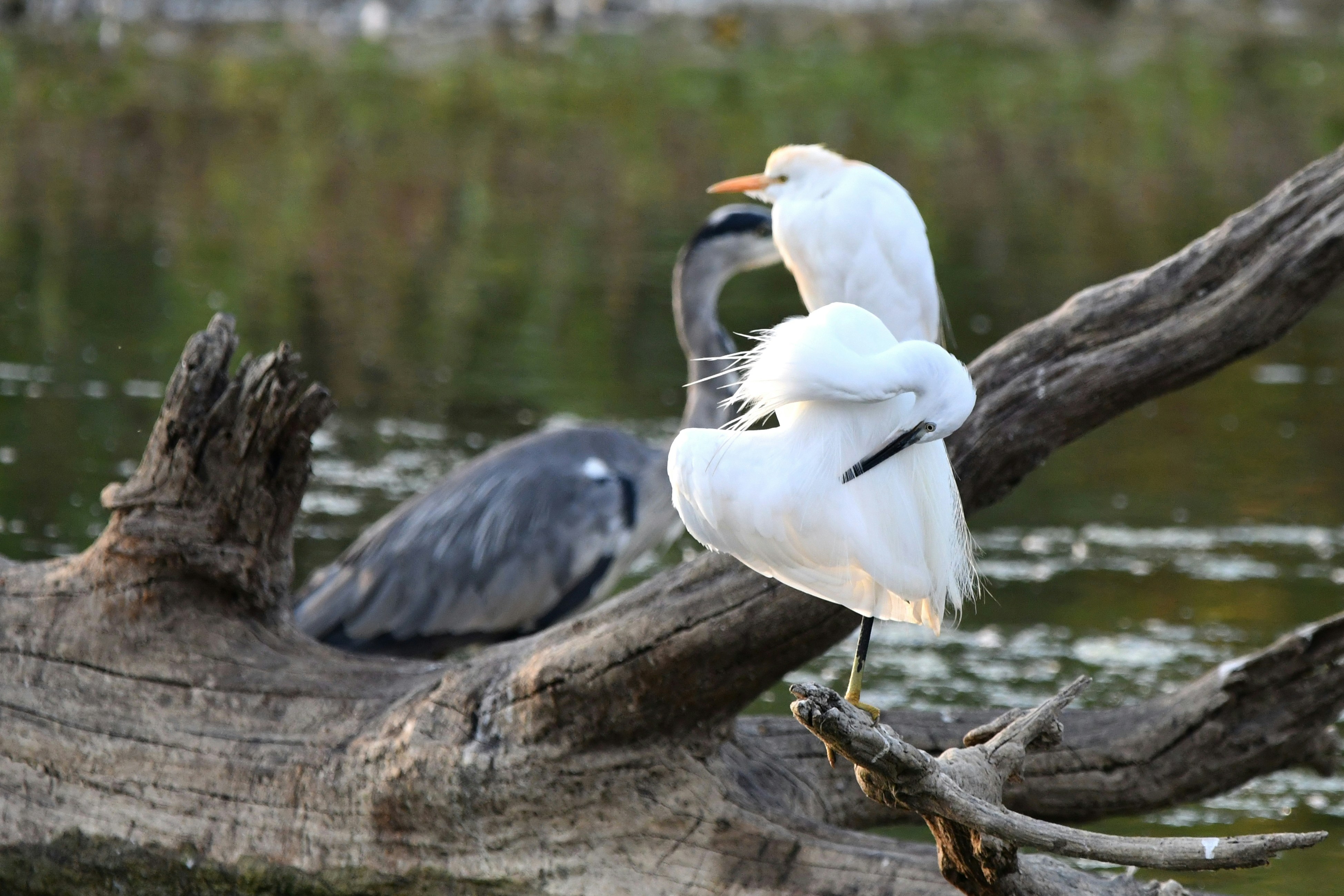 White heron on a weathered log with a distant heron in the background