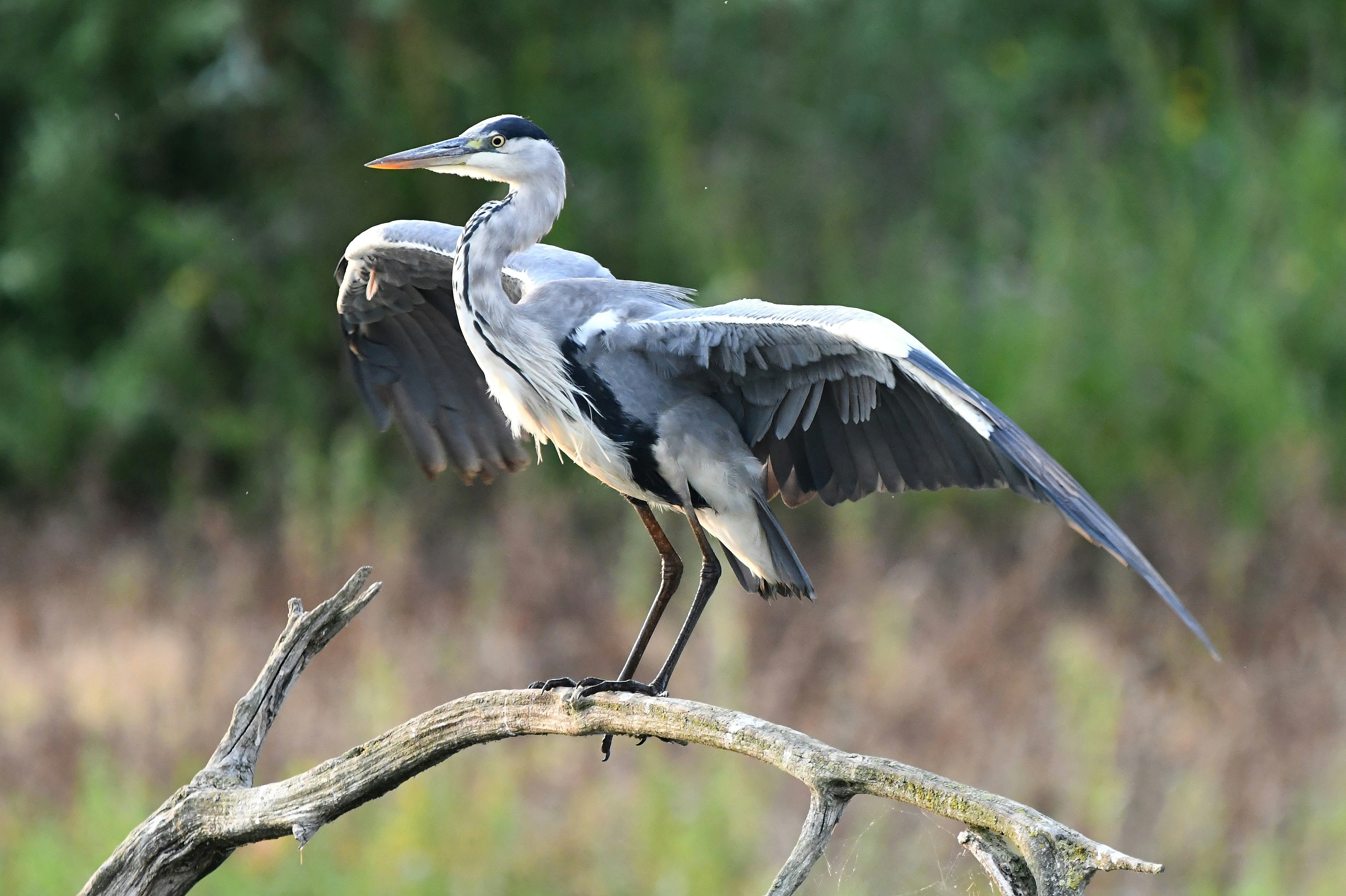 Graceful Grey Heron poised on a weathered branch
