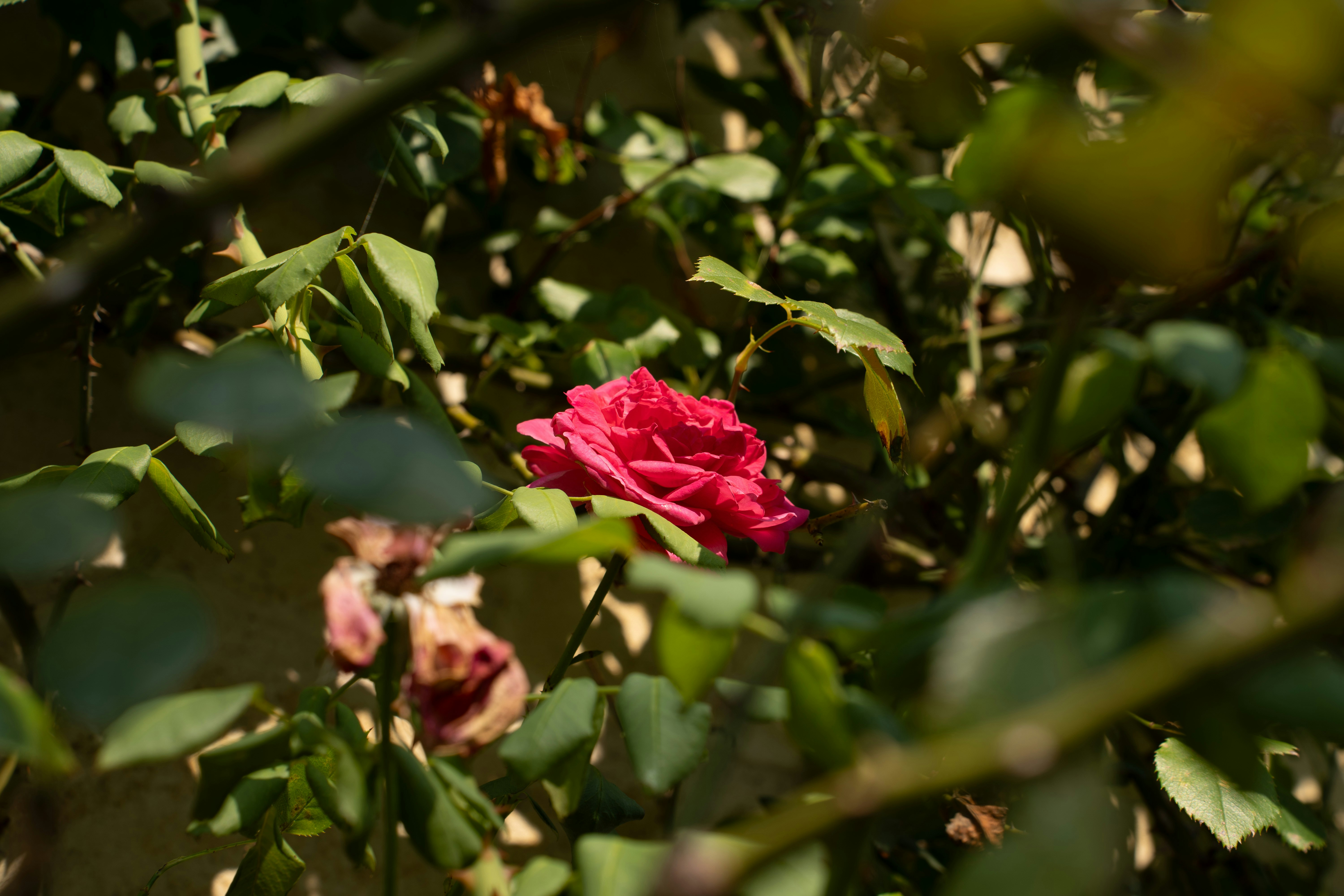 Crimson Rose Among Green Veil