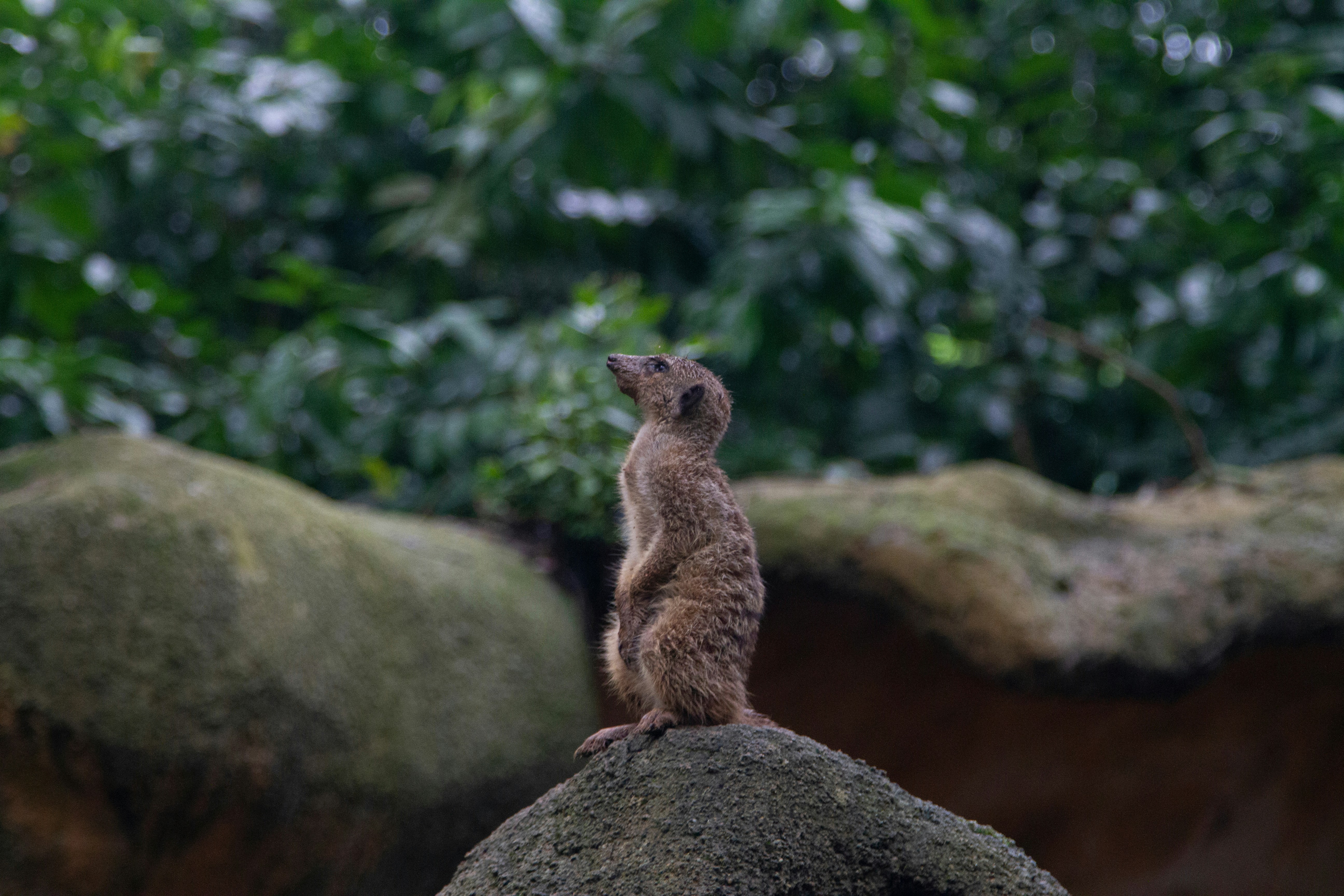 Tiny Sentry on a Mossy Rock