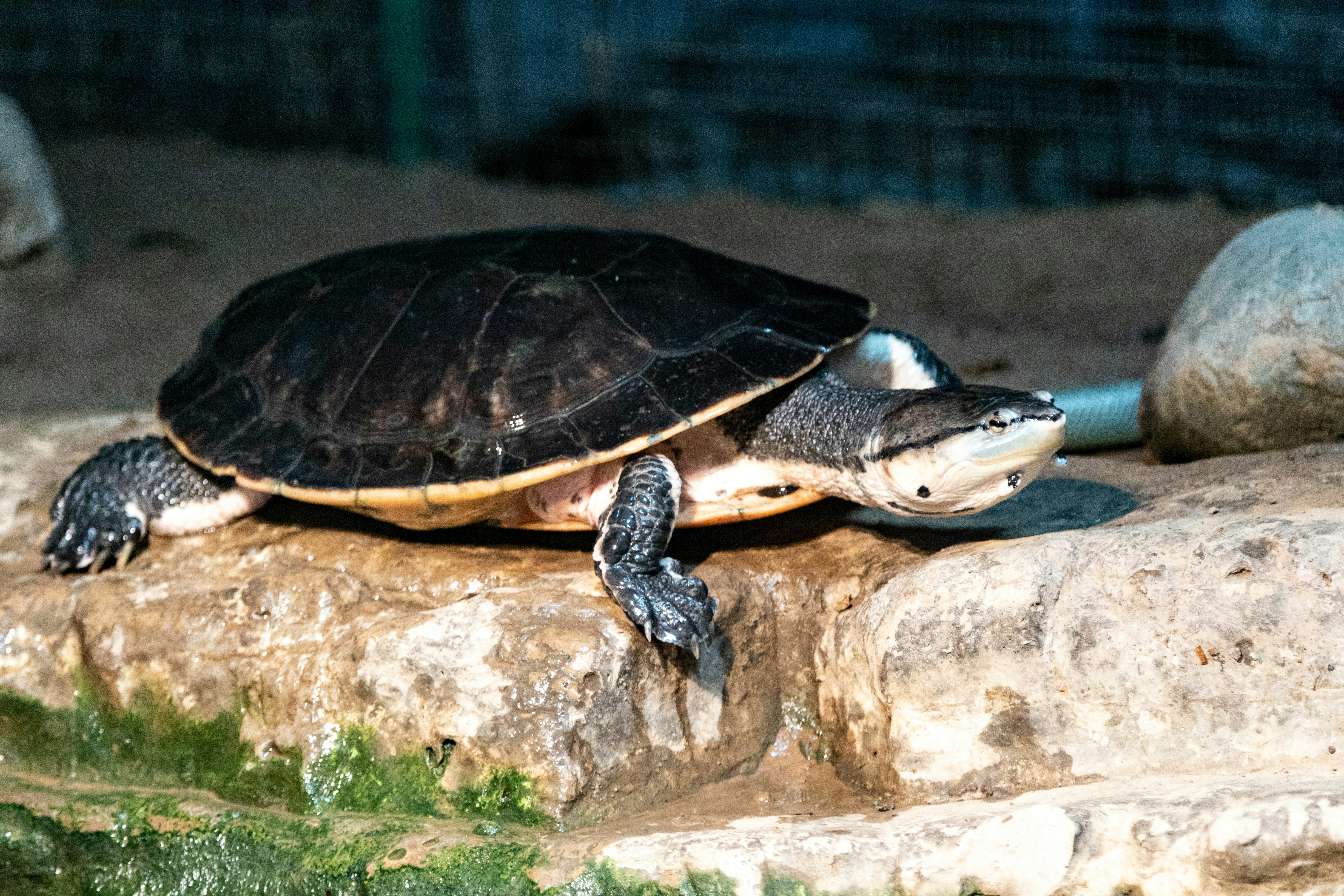 Sunlit Riverbank Tortoise: A Quiet Gaze on Stone