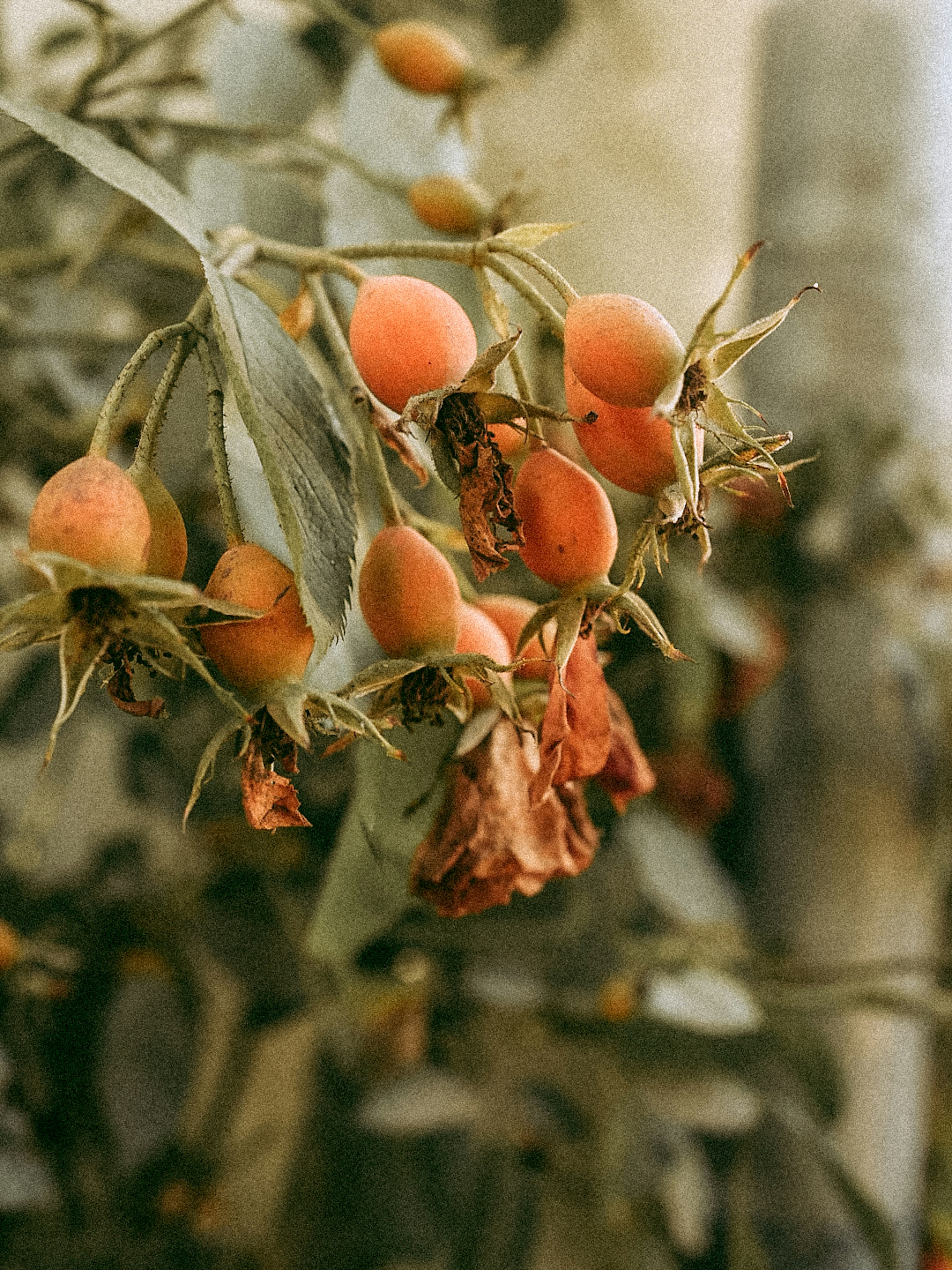 Autumn berries on a softly blurred branch