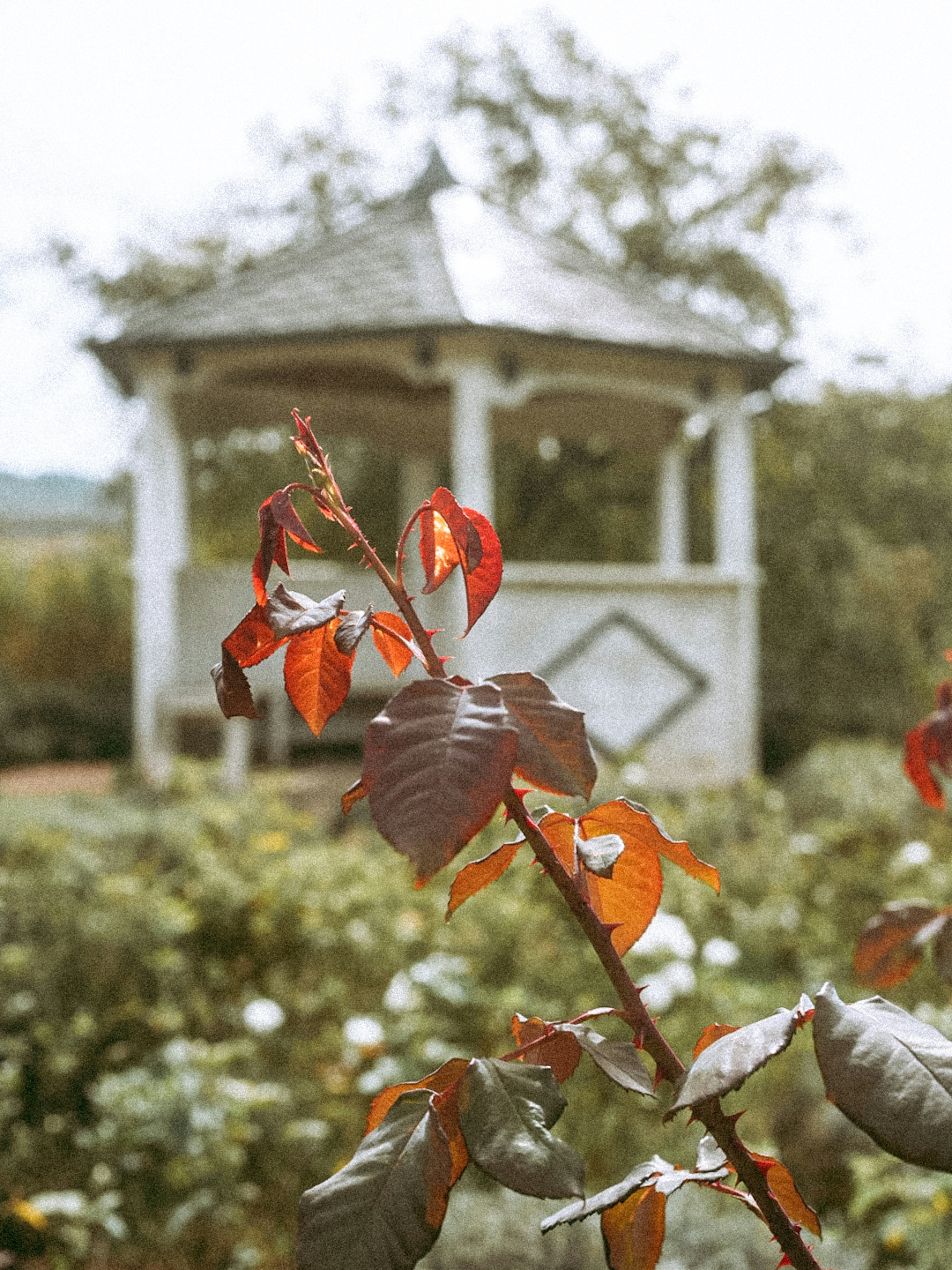 Red-rose Branch in a Quiet Garden Temple