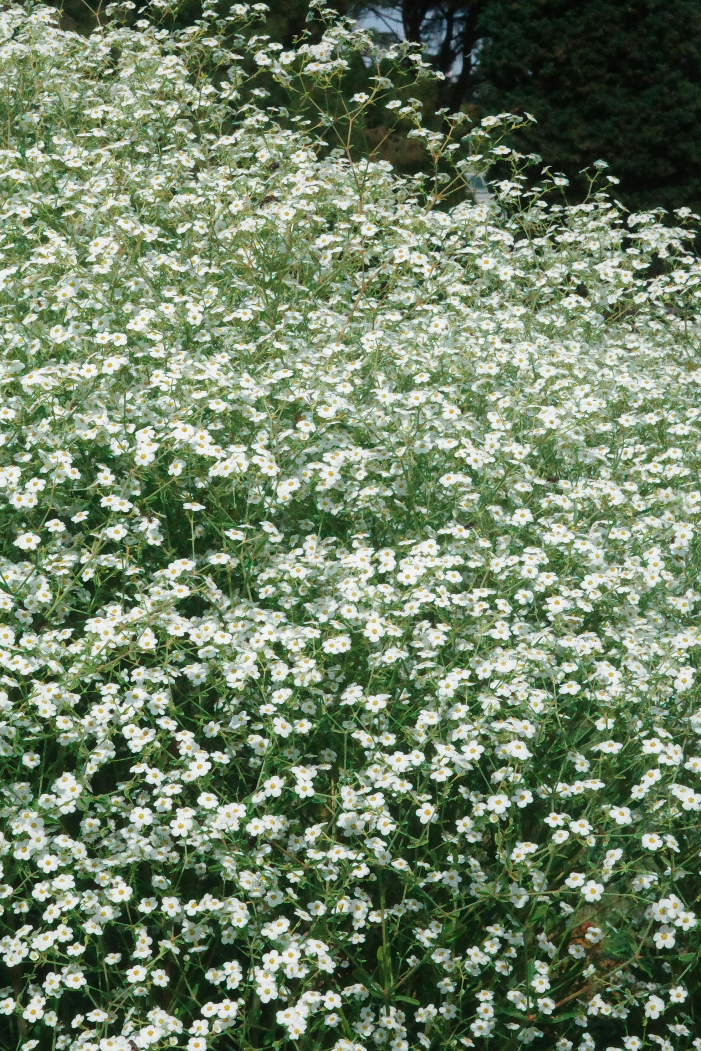 Sea of White: Dense Field of Small Flowers in Sunlit Heath