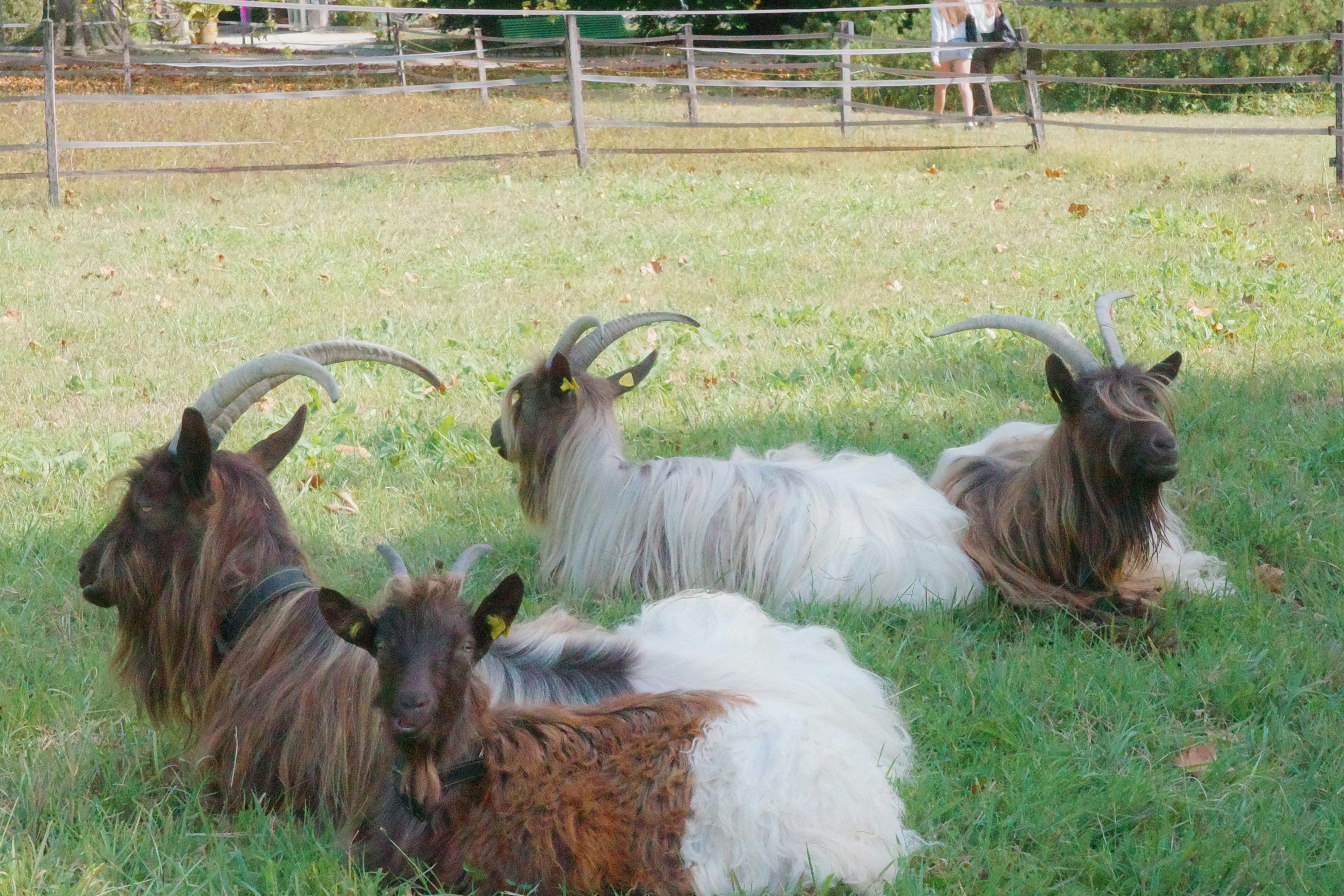 Herd of Long-Haired Goats Resting in a Sunlit Meadow