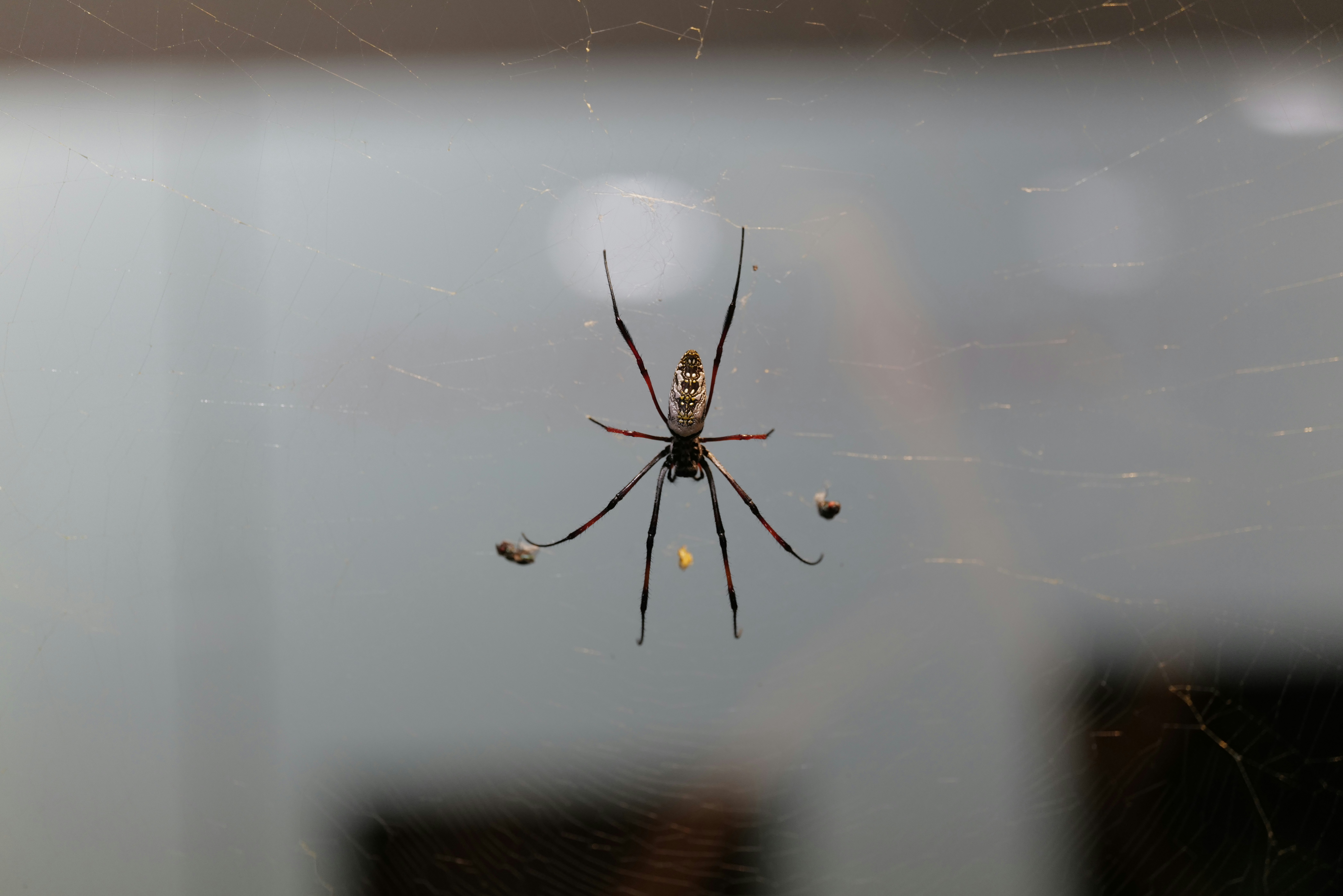 Spider suspended on a misty web centered against a soft, out-of-focus background. The scene emphasizes the creature's slender legs and delicate strands.
