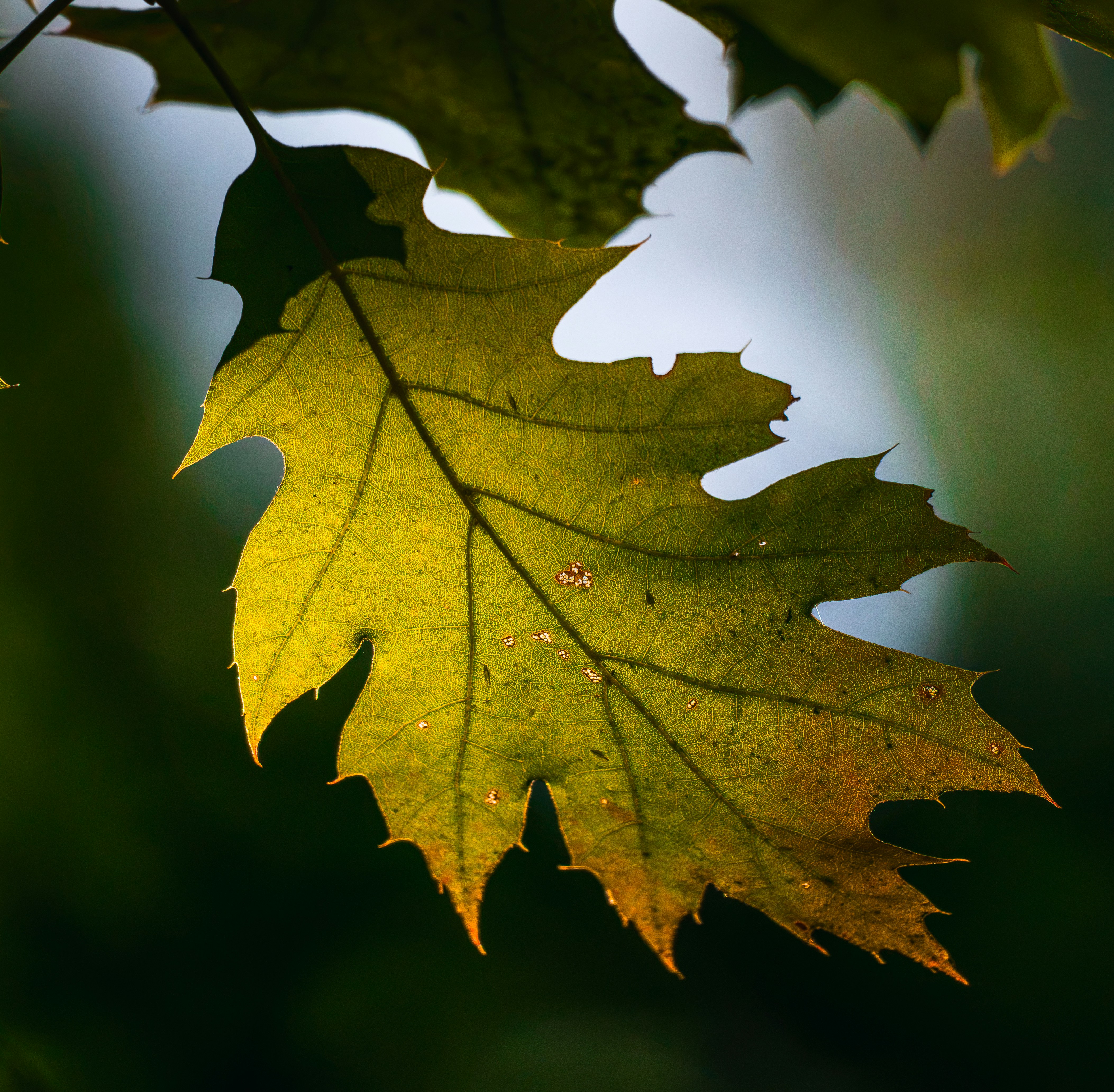 Sunlit Maple Leaf: Veins in Focus Against a Shaded Backdrop