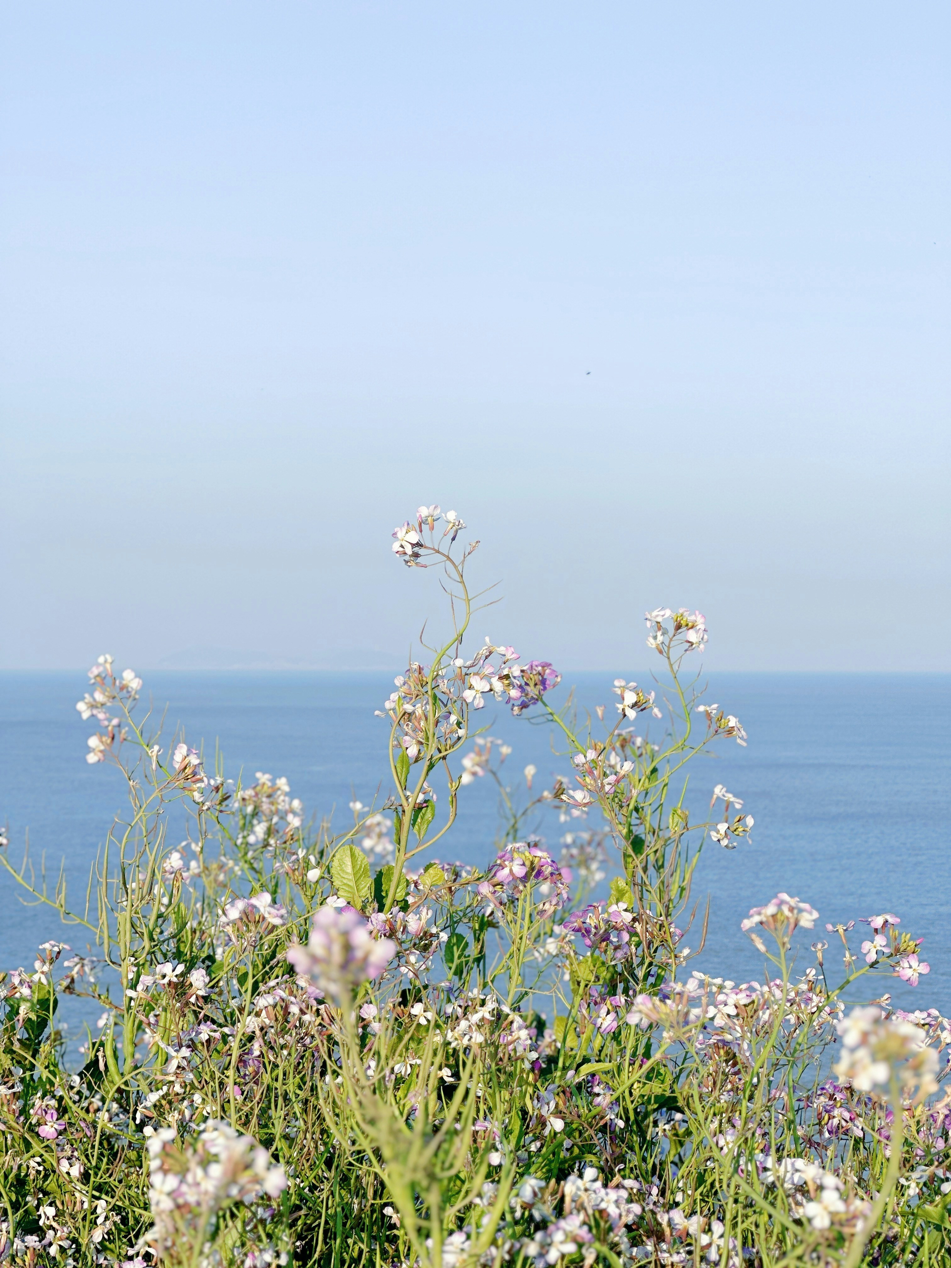 Sea Vista in Bloom: Wildflowers Framing the Horizon