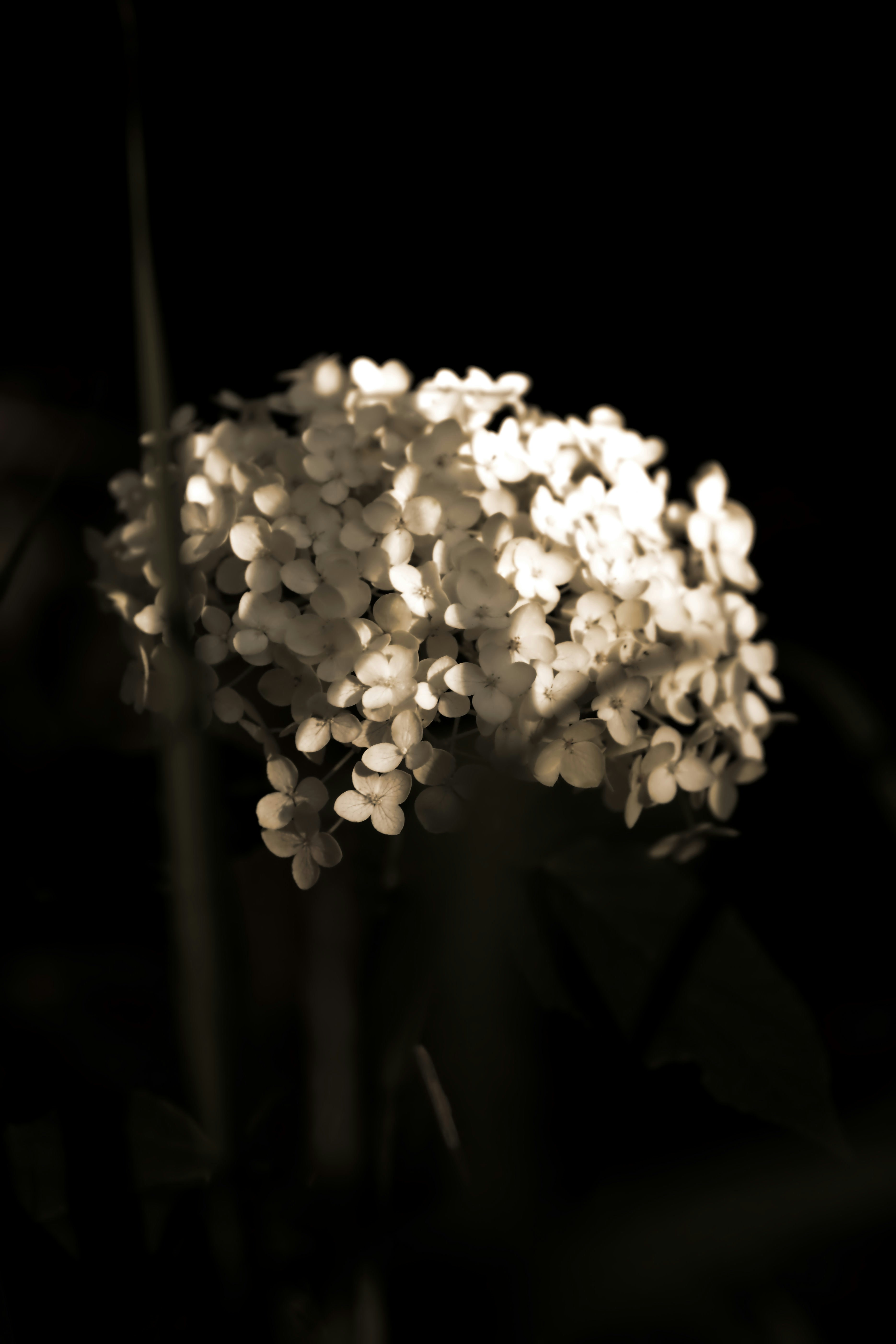 Moonlit Hydrangea Quietude