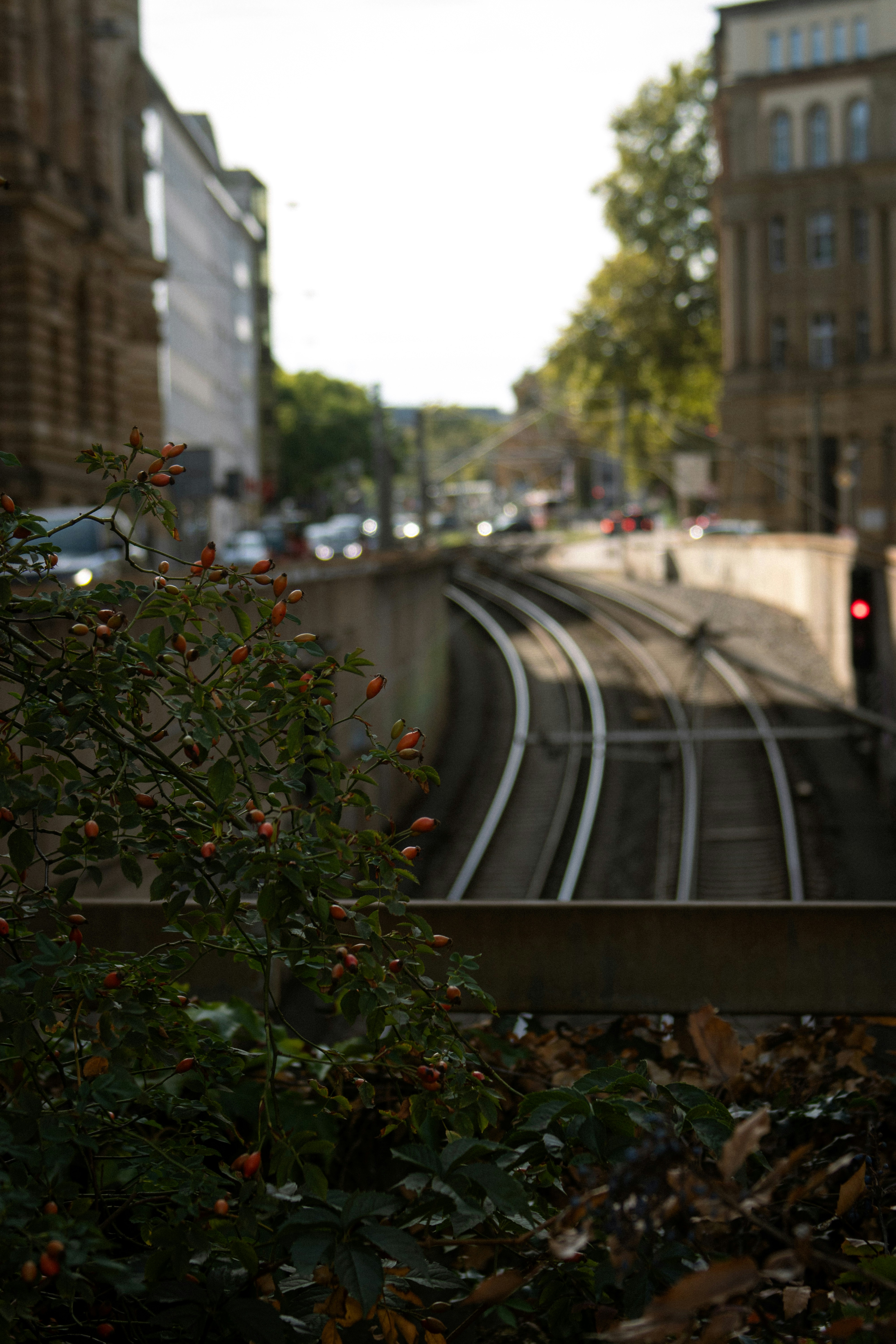 Overgrown Tracks: A City Scene Framing Rails and Foliage