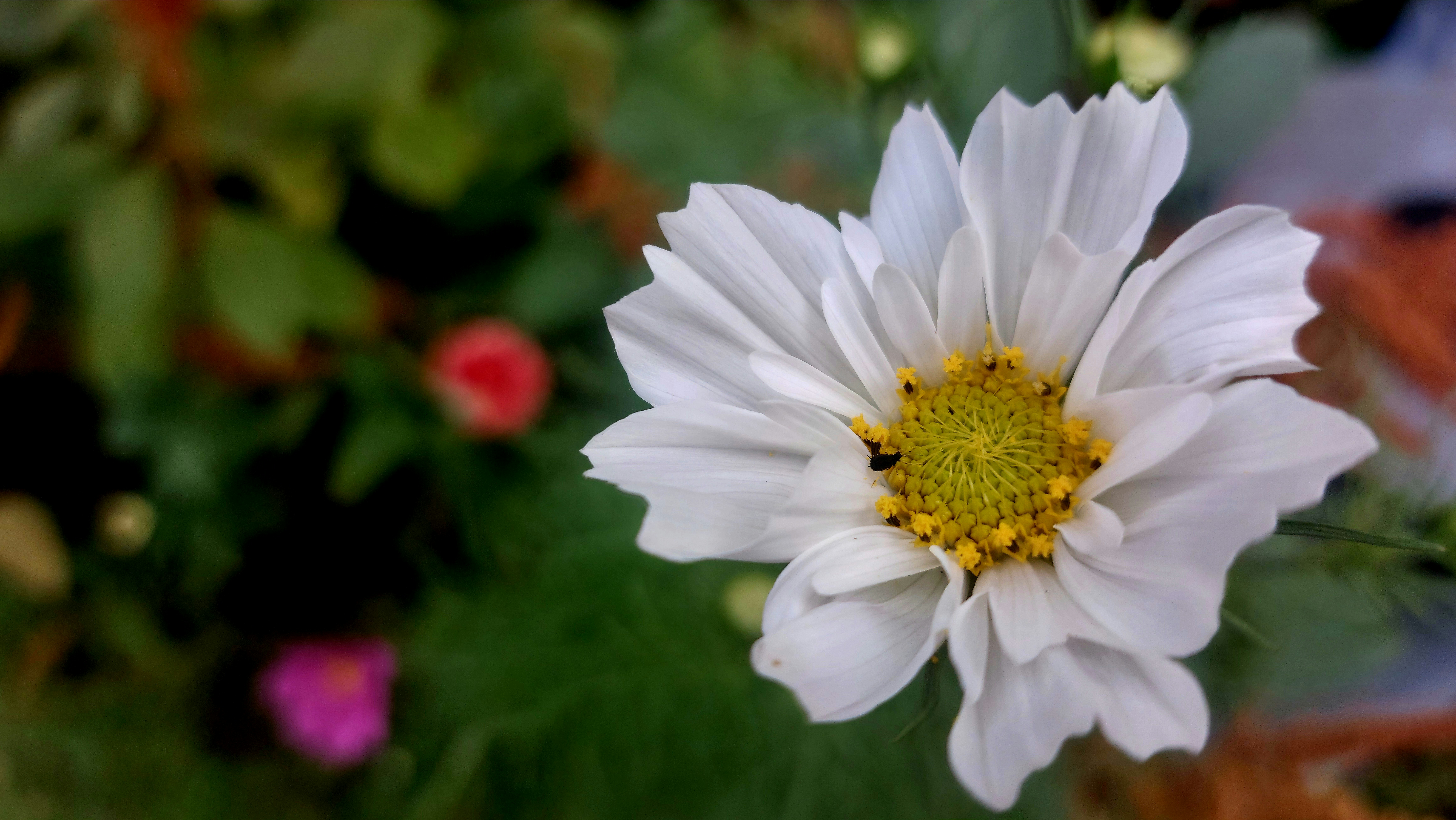 White Daisy in Focus Against a Quiet Garden