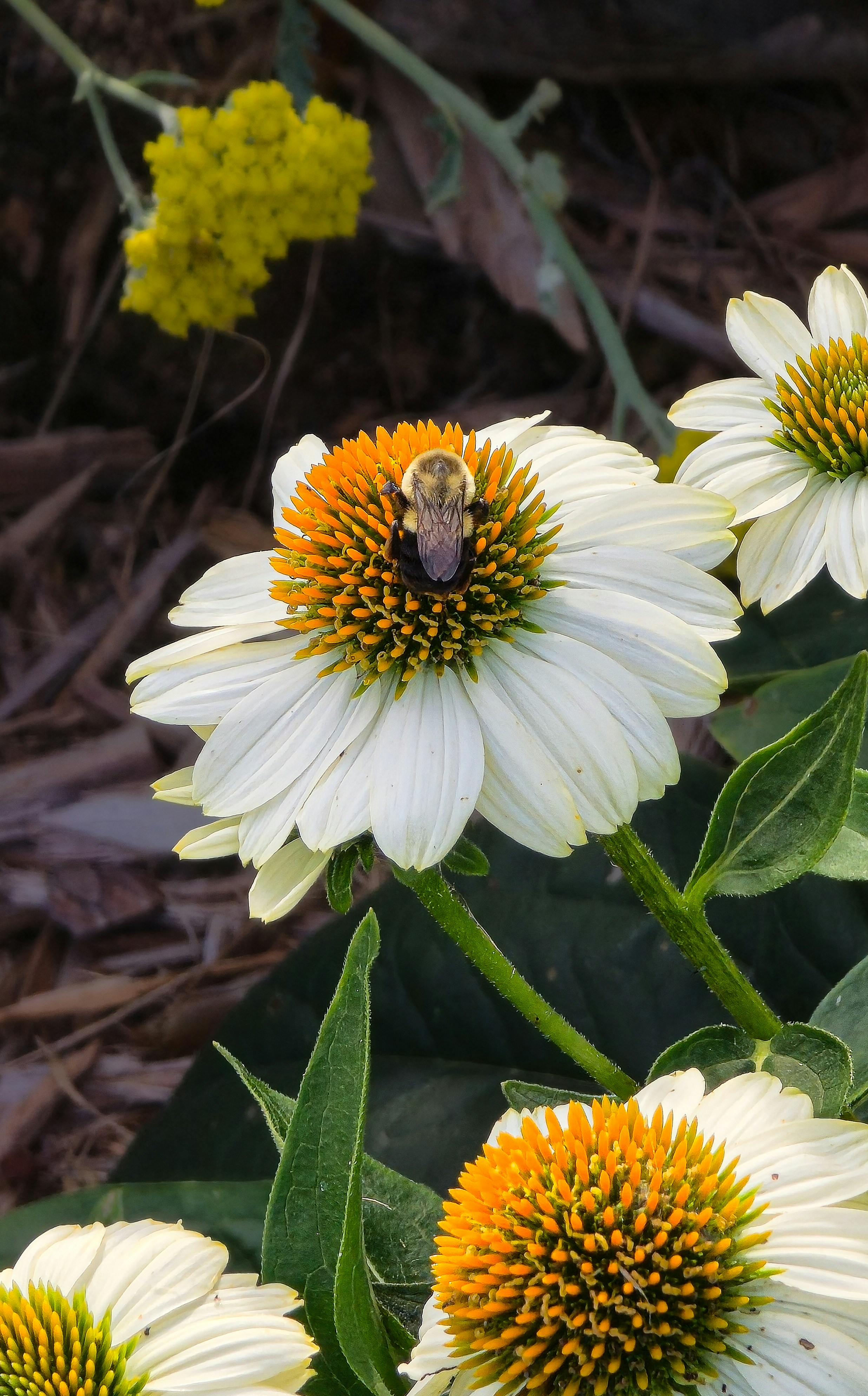 Bee on a pale bloom: a sunlit trio of coneflower blossoms