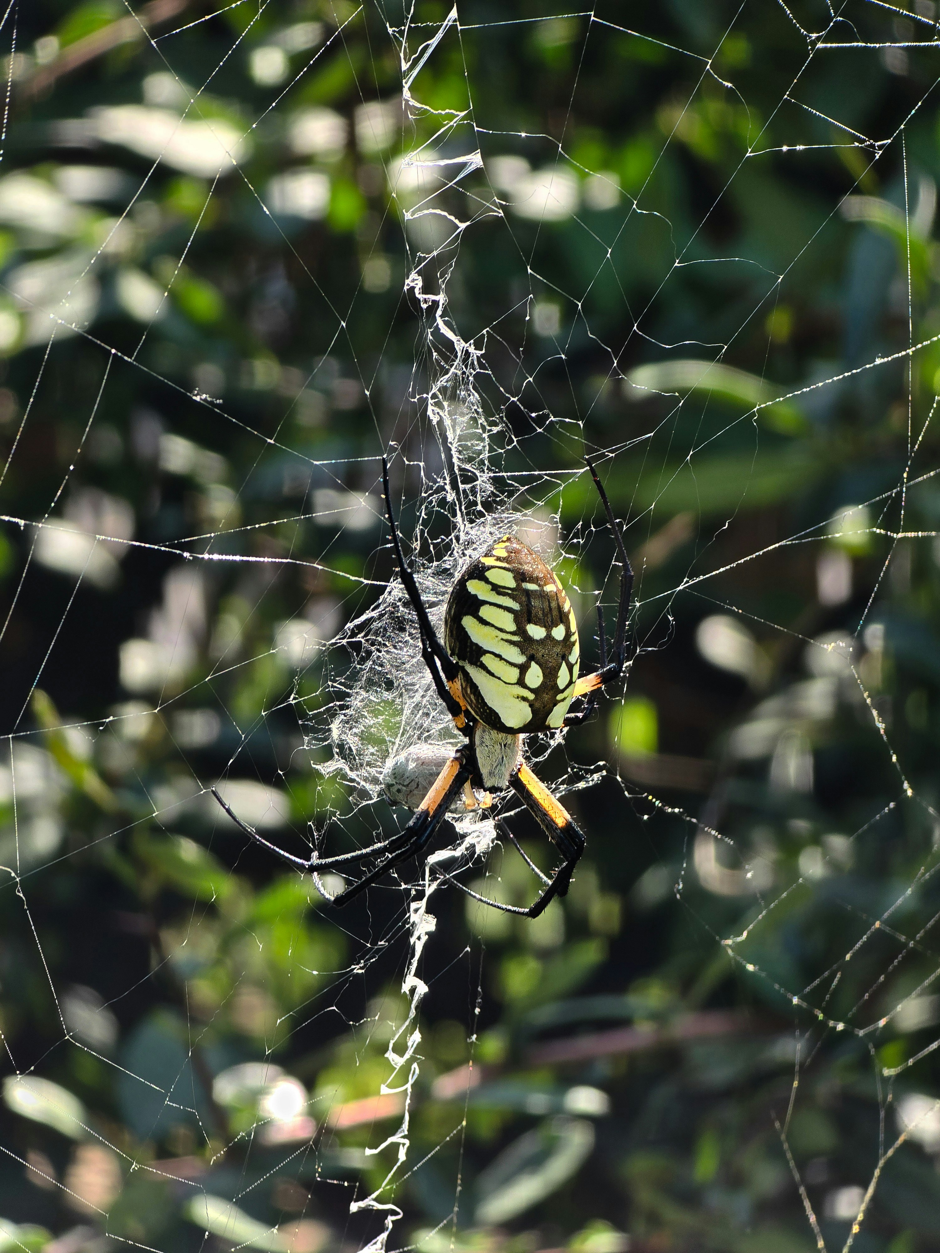 Green garden spider entangled in a delicate, fractured web with blurred foliage in the background. The image highlights the spider at the web’s center, illustrating natural web structure and insect-avoidance motion. This is a photographic capture, not a drawing.